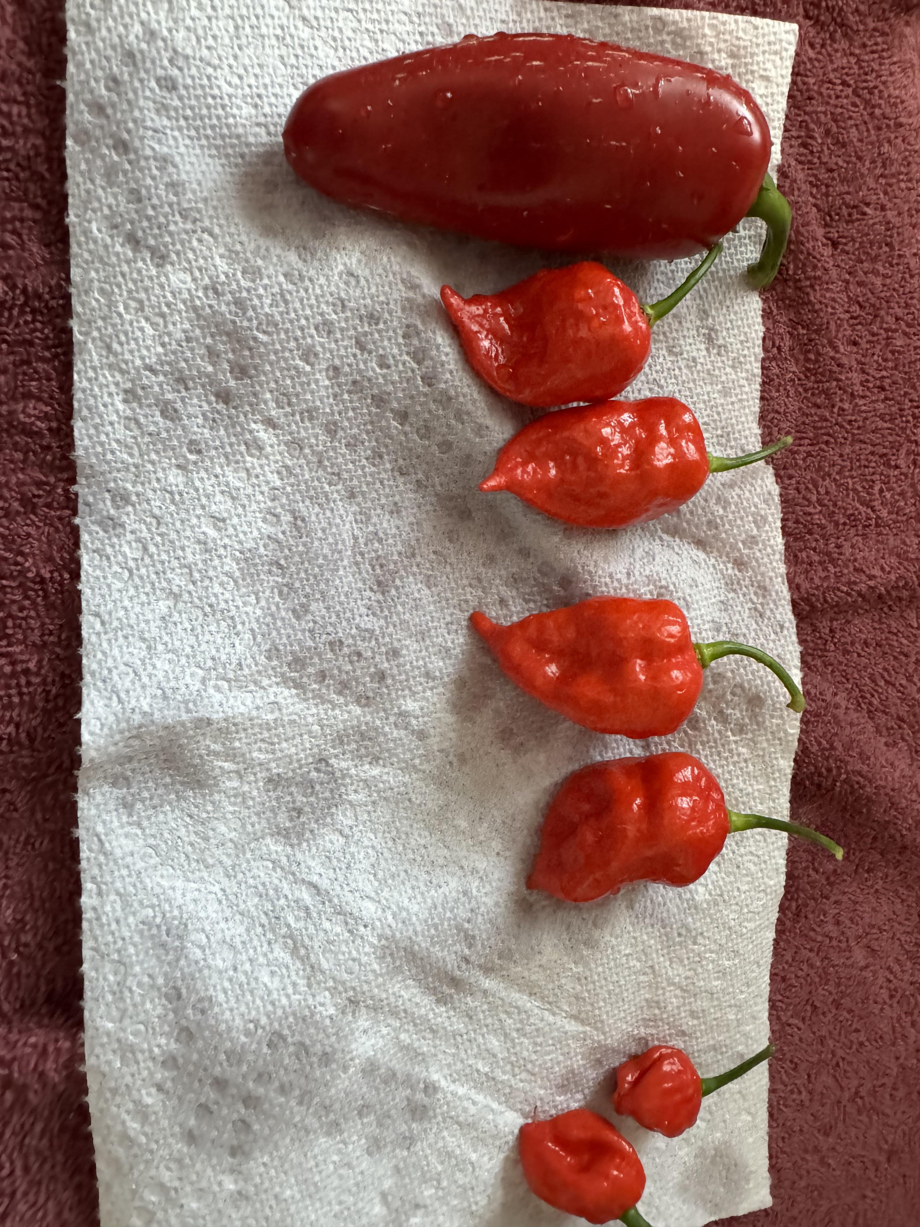 The smallest are actually the hottest - Chili Chili