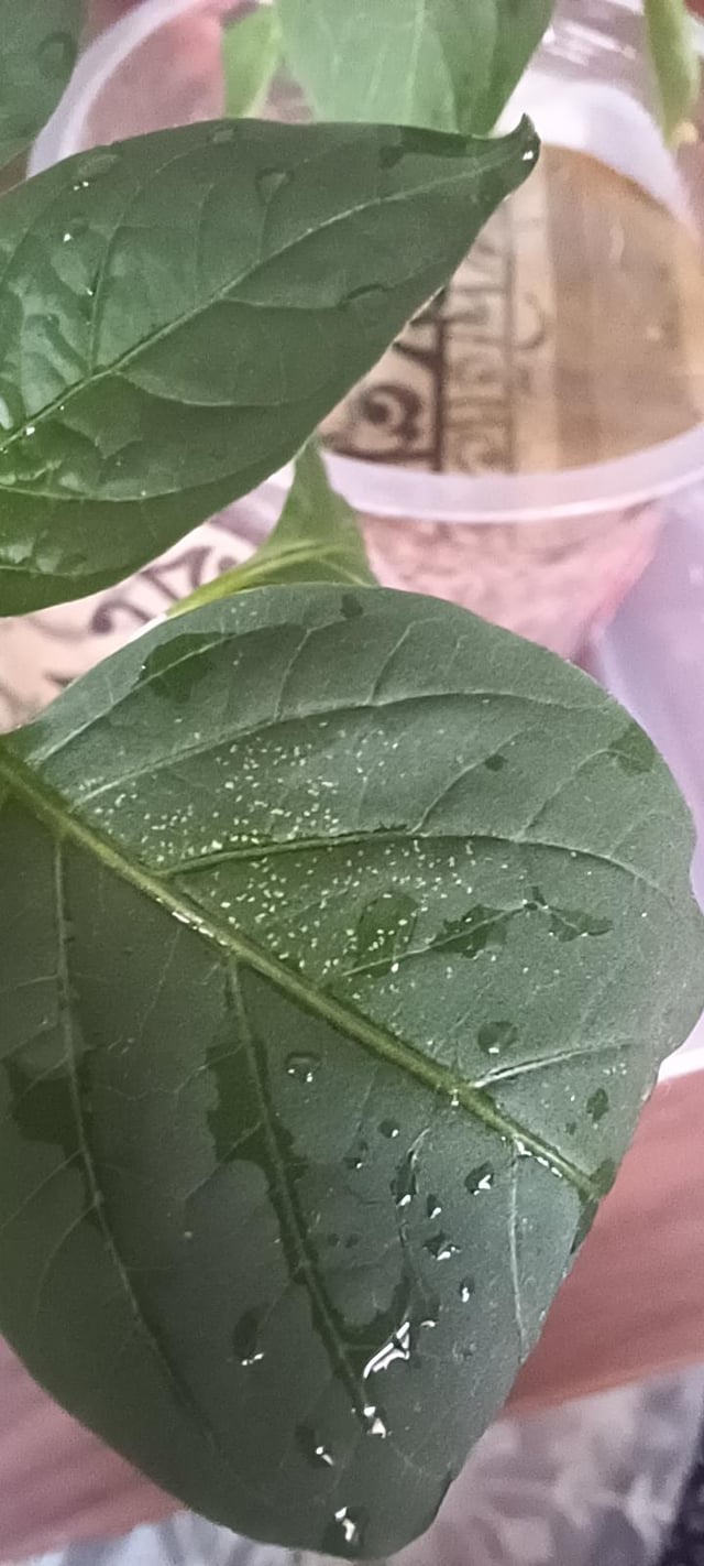 Tiny white spots on pepper leaves. - Chili Chili