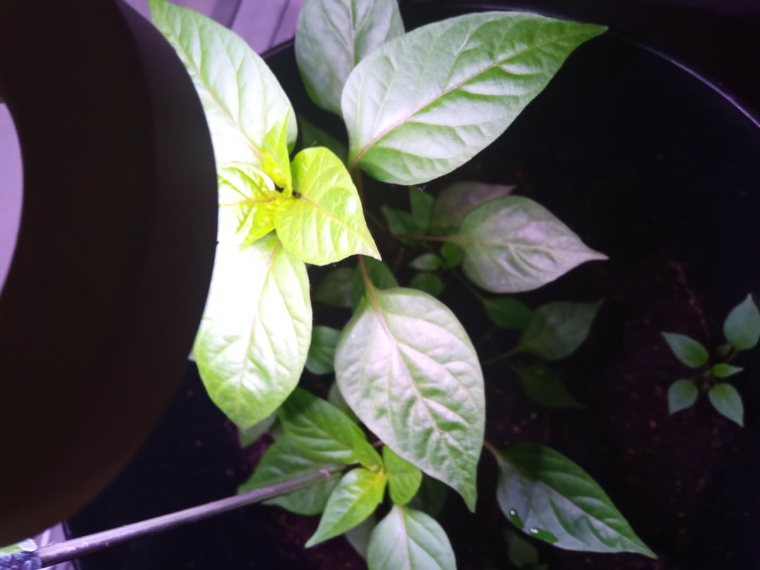 Update on aquarium water experiment/hybrid pepper project - Chili Chili