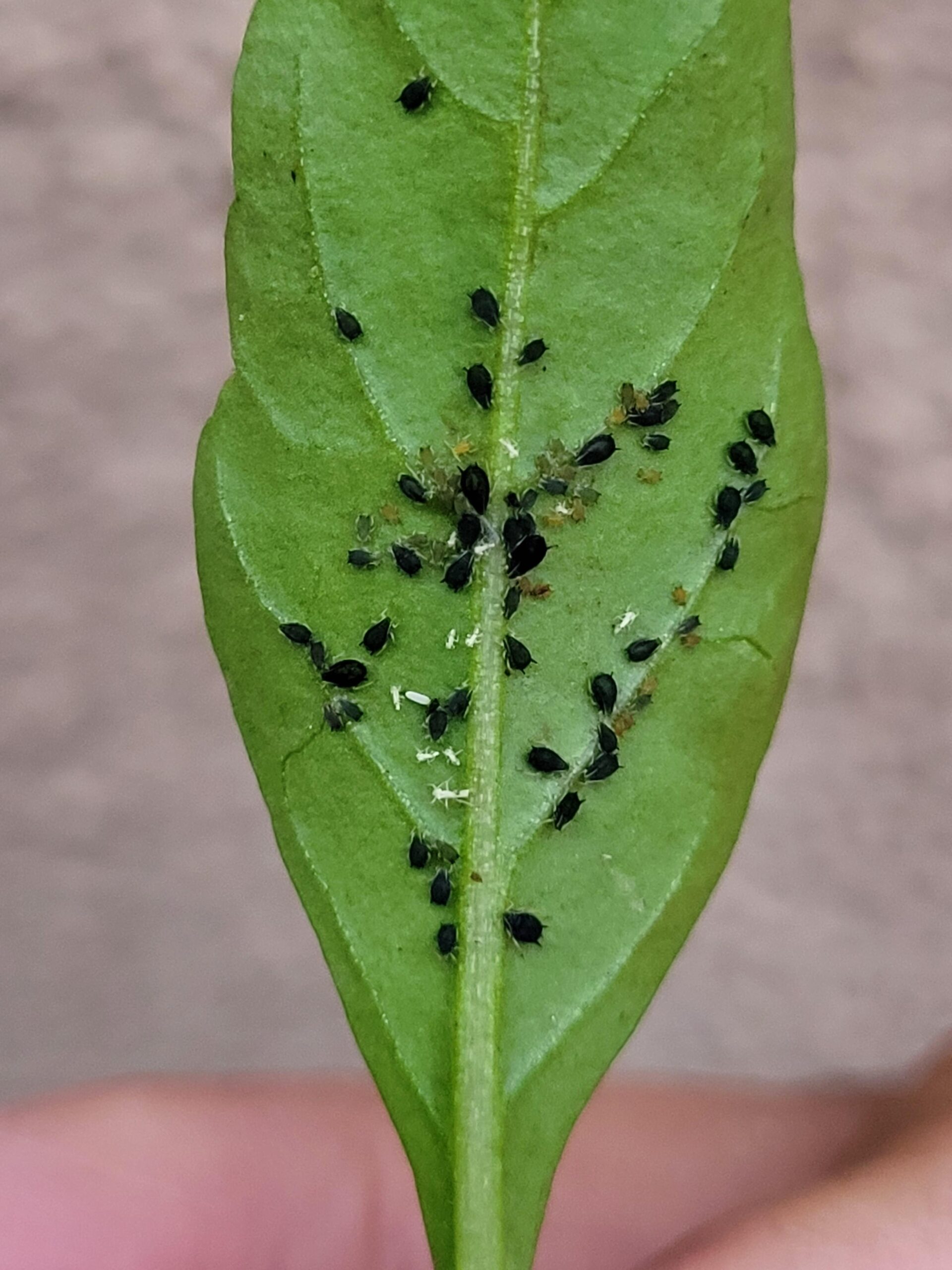 Pest ID and how to treat - Chili Chili