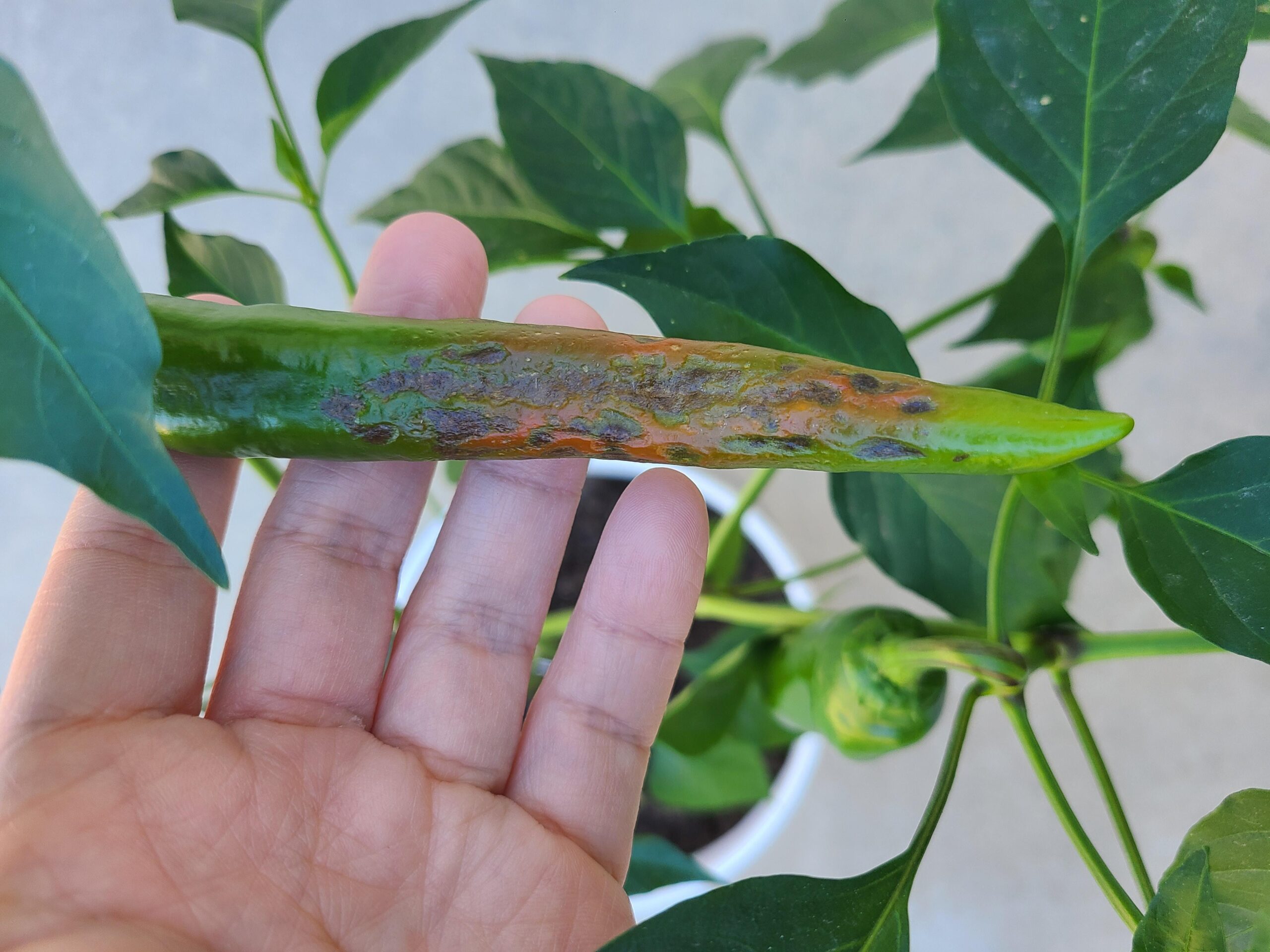 Does anyone know what's happening to this pepper's skin? - Chili Chili