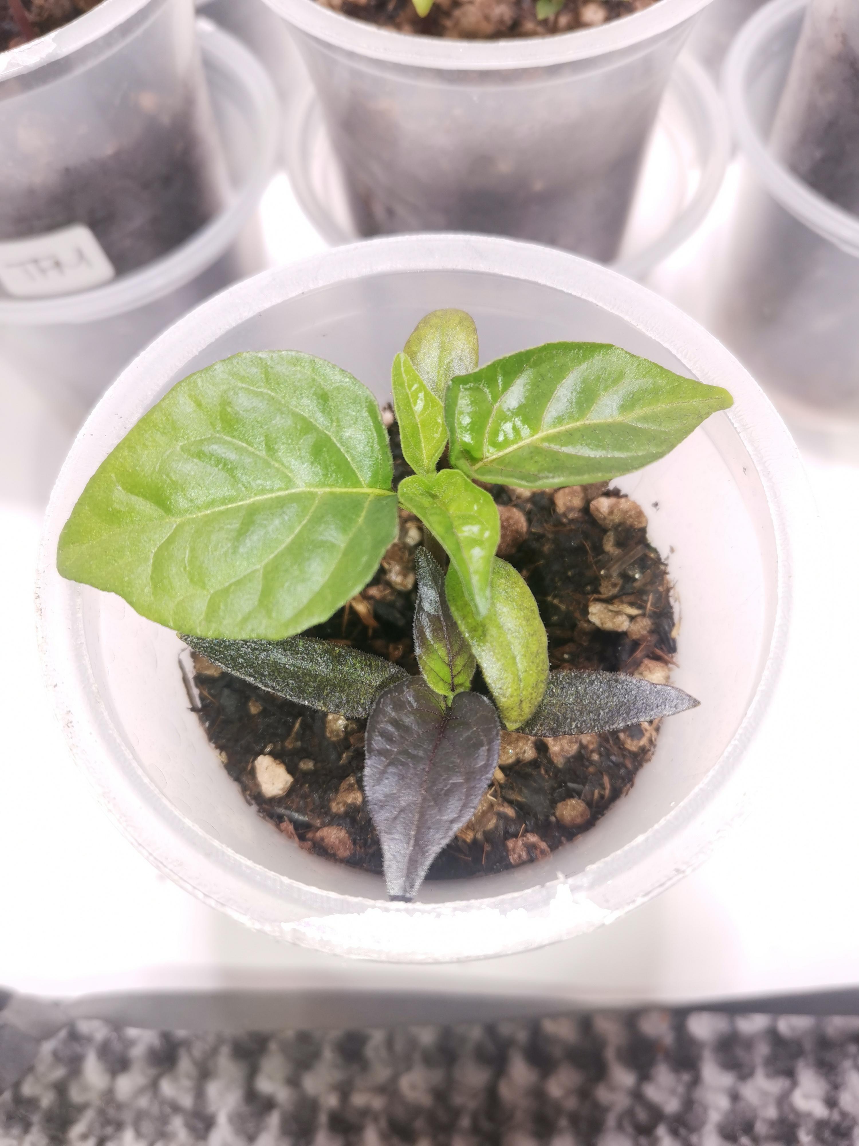 Difference between leaf colours in same variety - Chili Chili