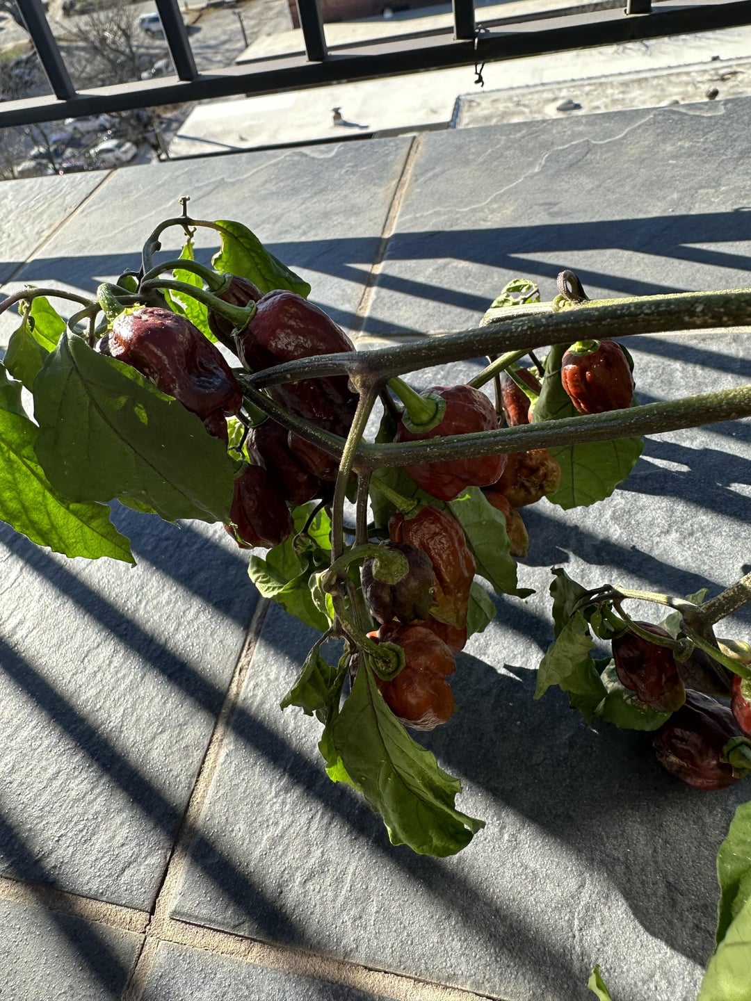 How to tell when purple carolina reaper is ripe? - Chili Chili