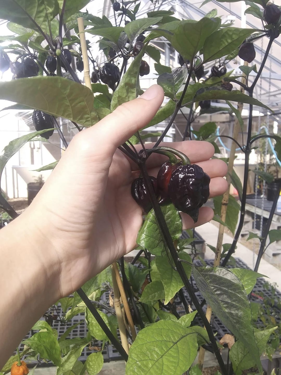 How do you tell when Purple Gator Jigsaws are ripe? - Chili Chili