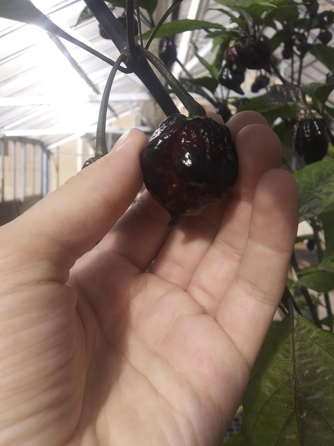 How do you tell when Purple Gator Jigsaws are ripe? - Chili Chili