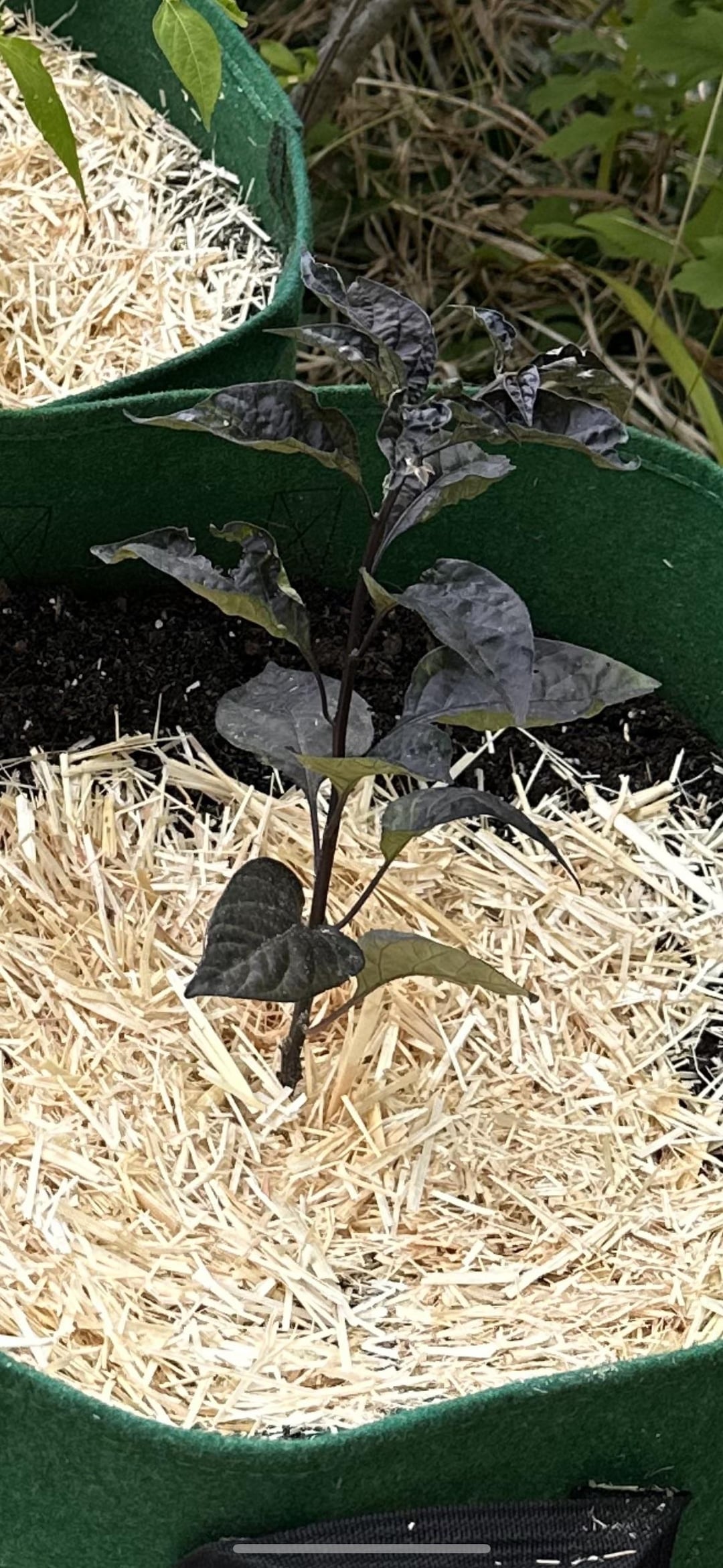 “Tall topping” example - Chili Chili