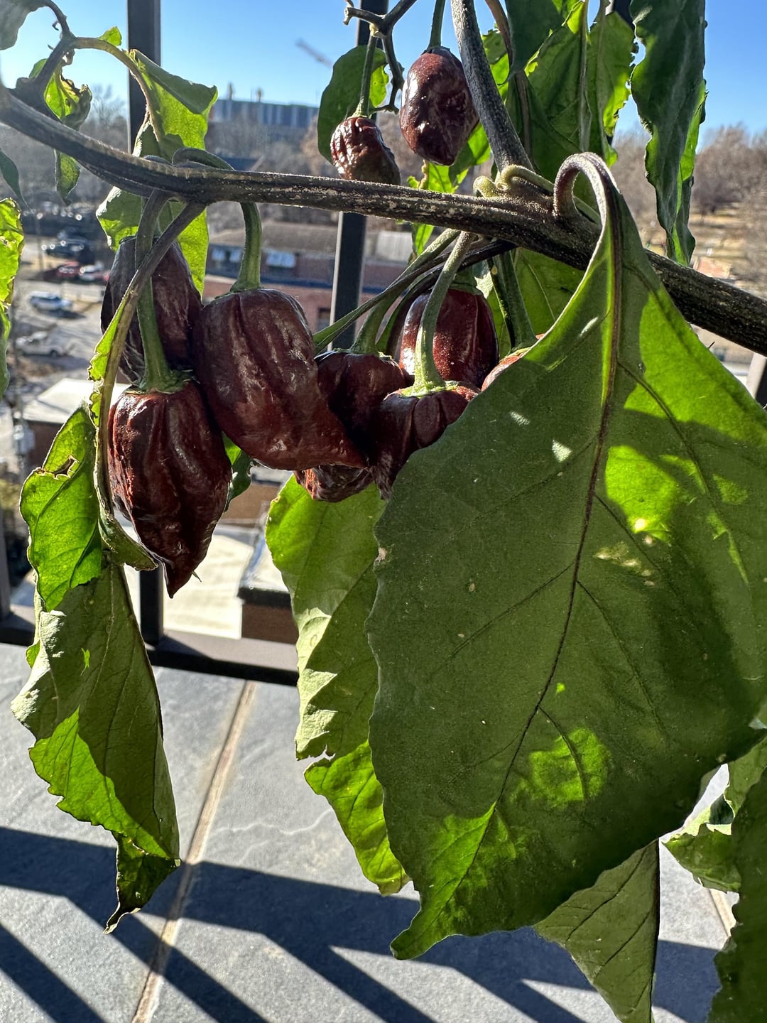 How to tell when purple carolina reaper is ripe? - Chili Chili