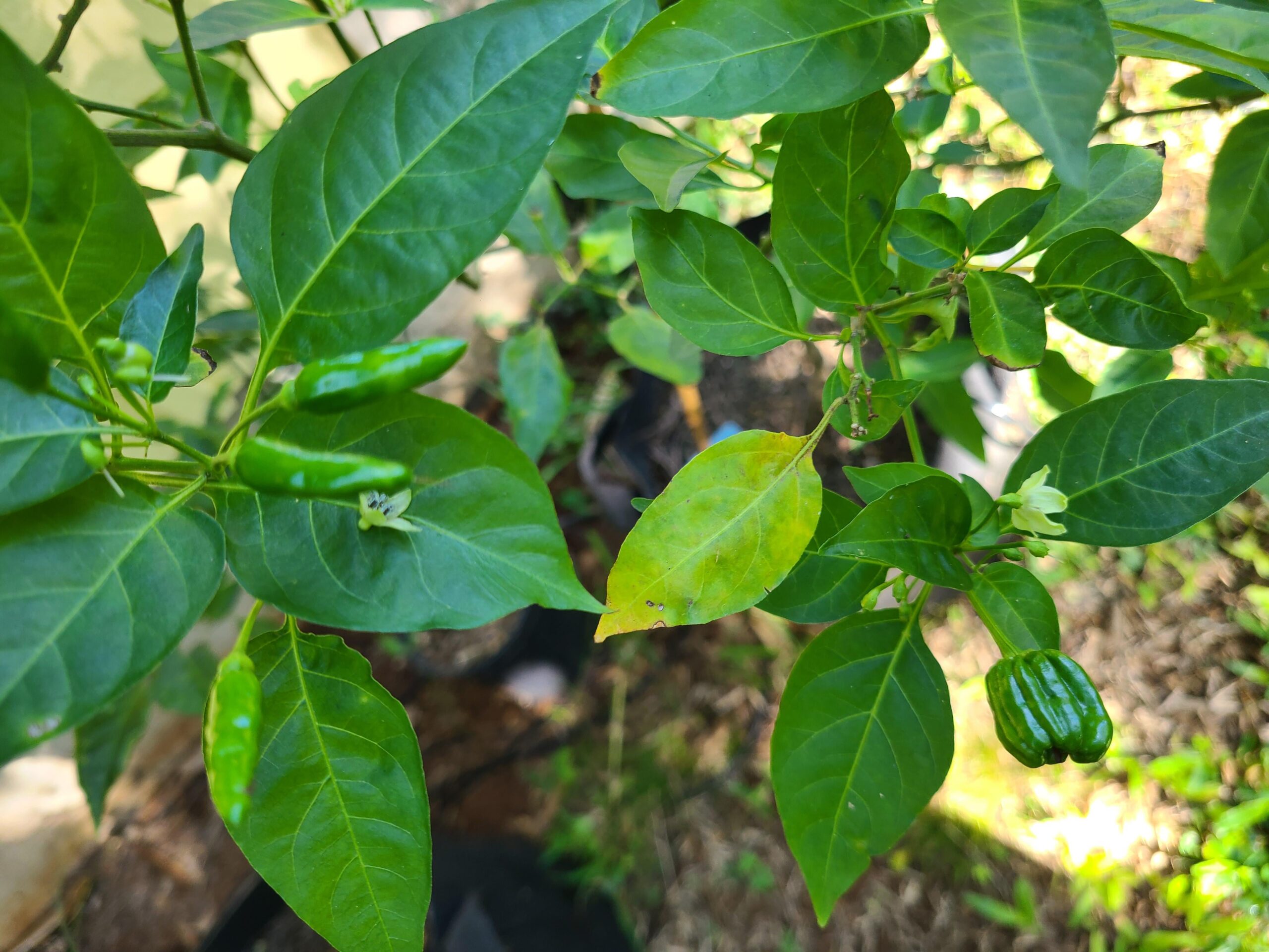 Cross Pollination! - Chili Chili