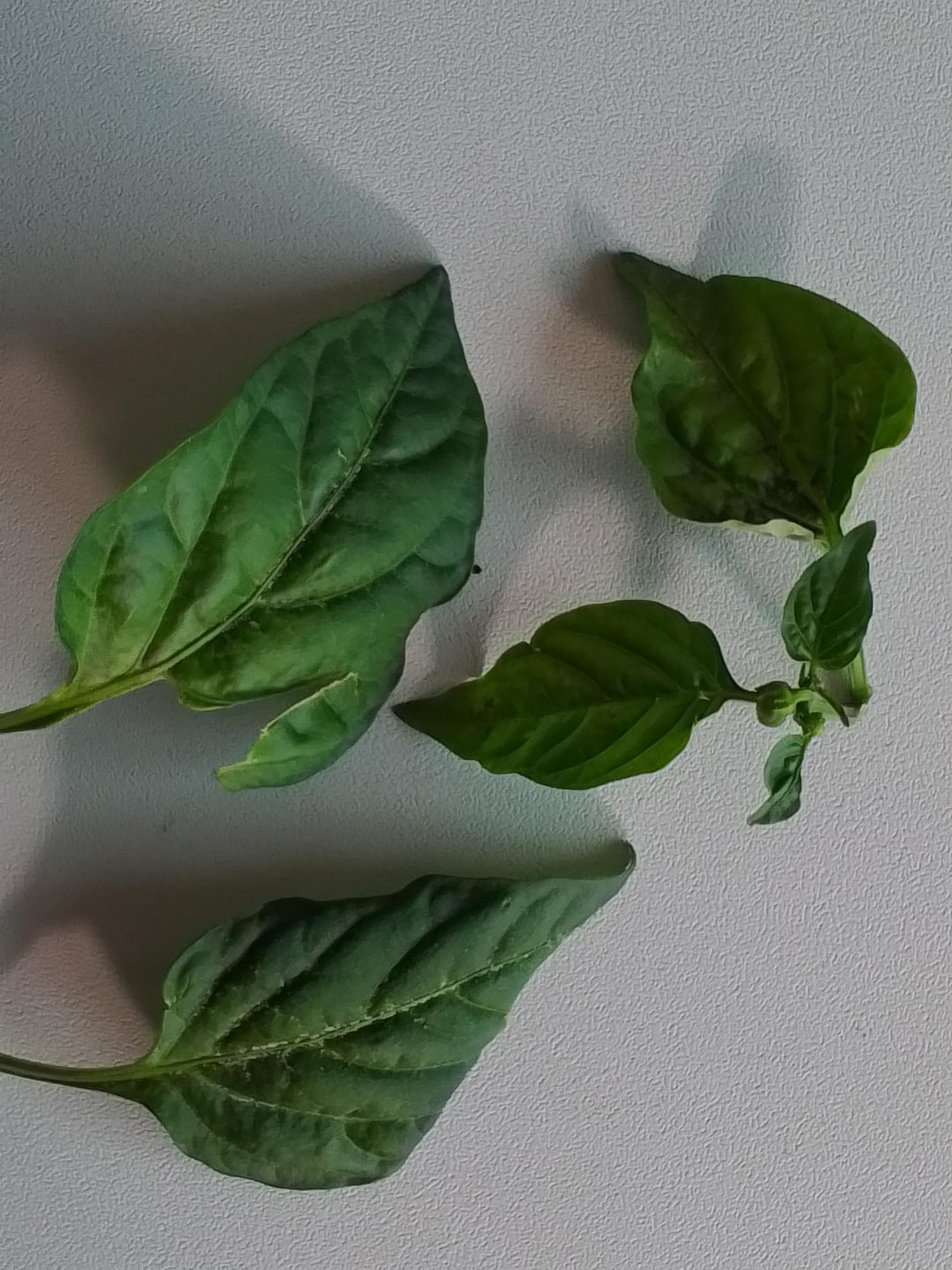 Spicy Jane Leaves have bumps - Chili Chili