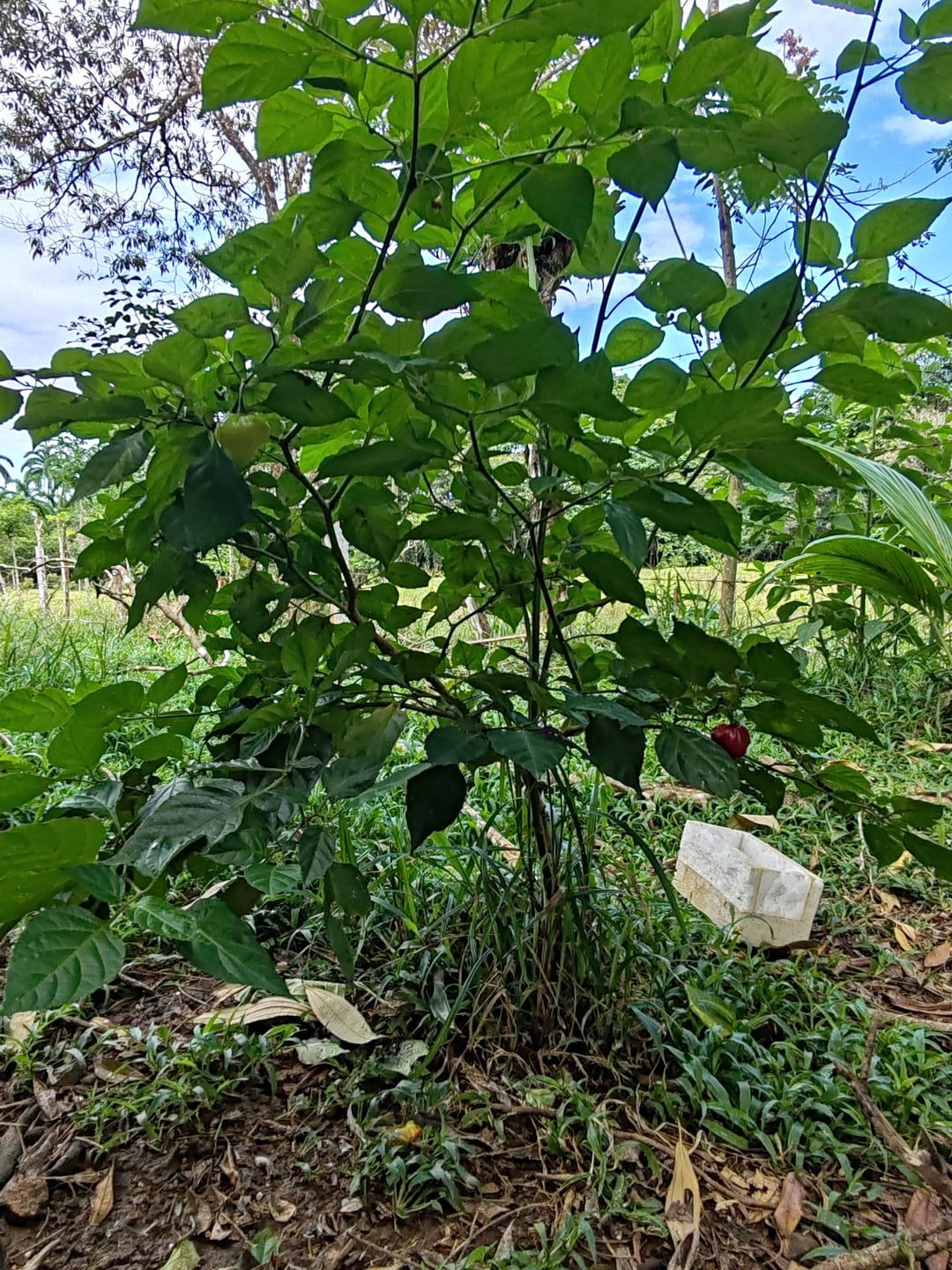 Need pepper ID. Location: Costa Rica - Chili Chili