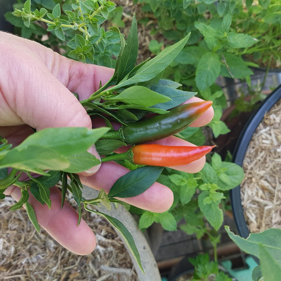 Did Peppergate '23 effect Australia? I planted Jalepenos and Big Jim's ...