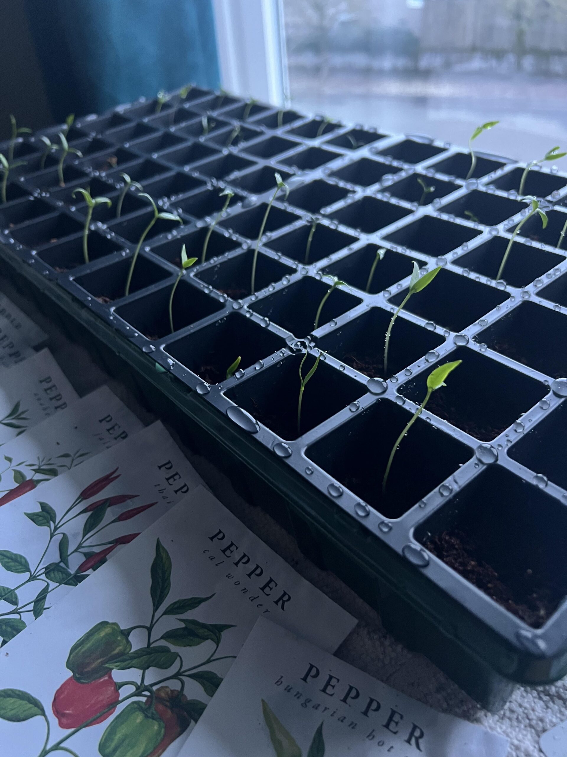 Germination station starting well! - Chili Chili