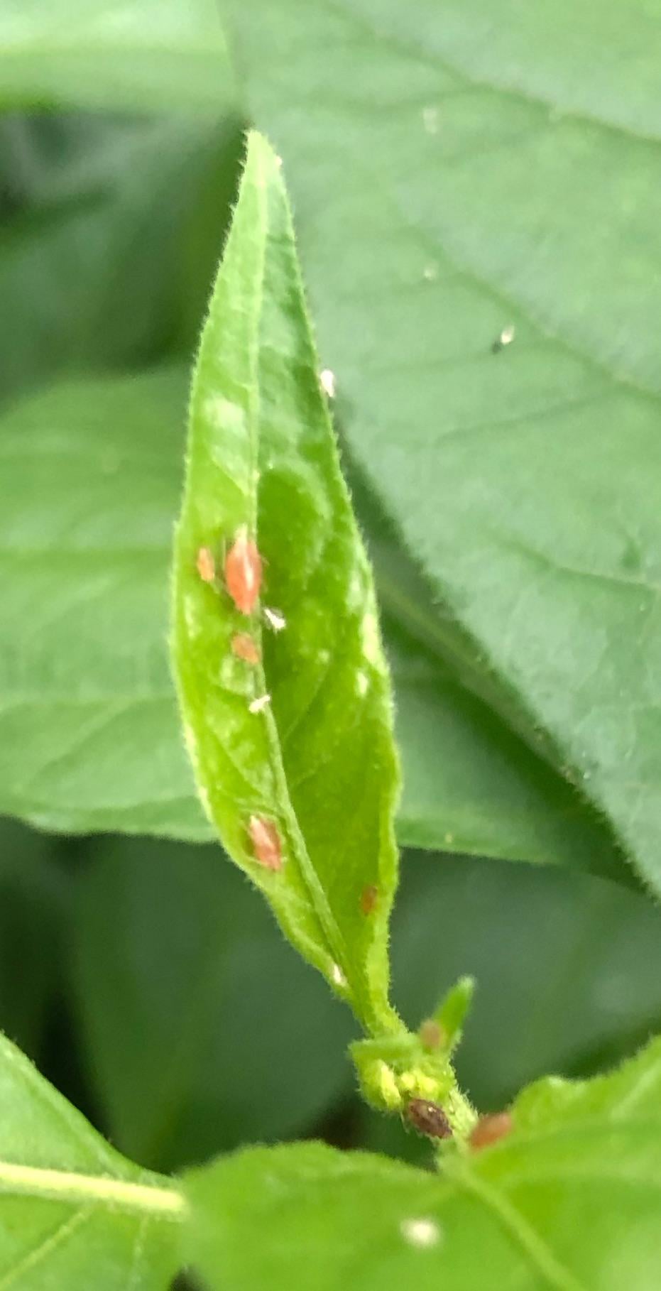 What are these tiny red bugs on my plant - Chili Chili
