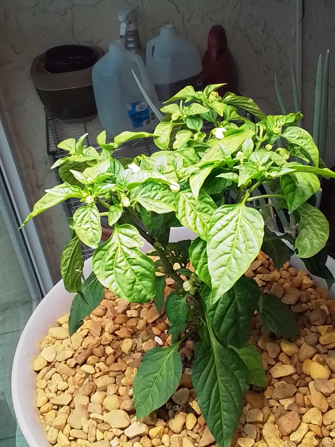 Spicy Jane Leaves have bumps - Chili Chili