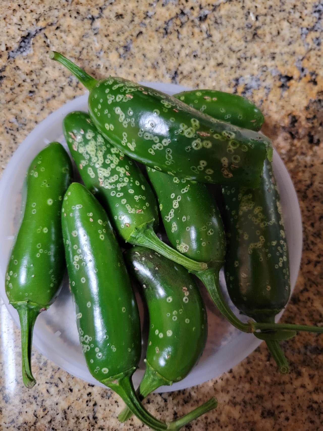 What are these white spots on my home-grown peppers? - Chili Chili