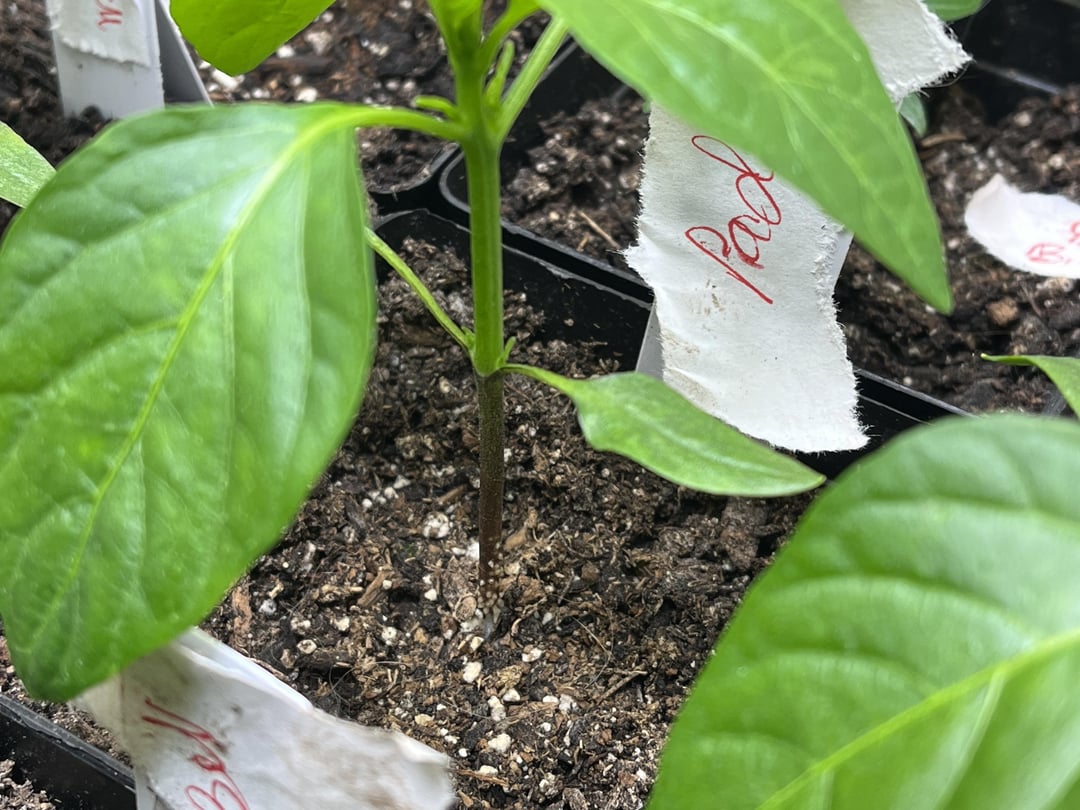 What are these ribbed spots at the base of my Padron plants? - Chili Chili