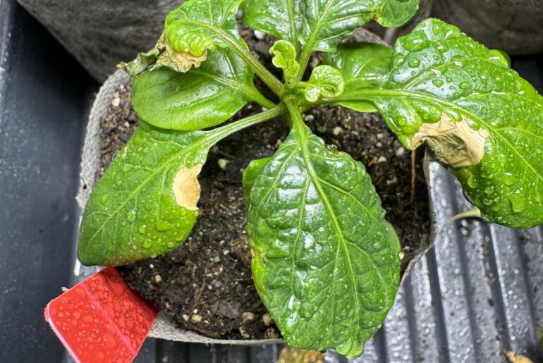 Identification of Nutrient Deficiency Symptoms - Chili Chili