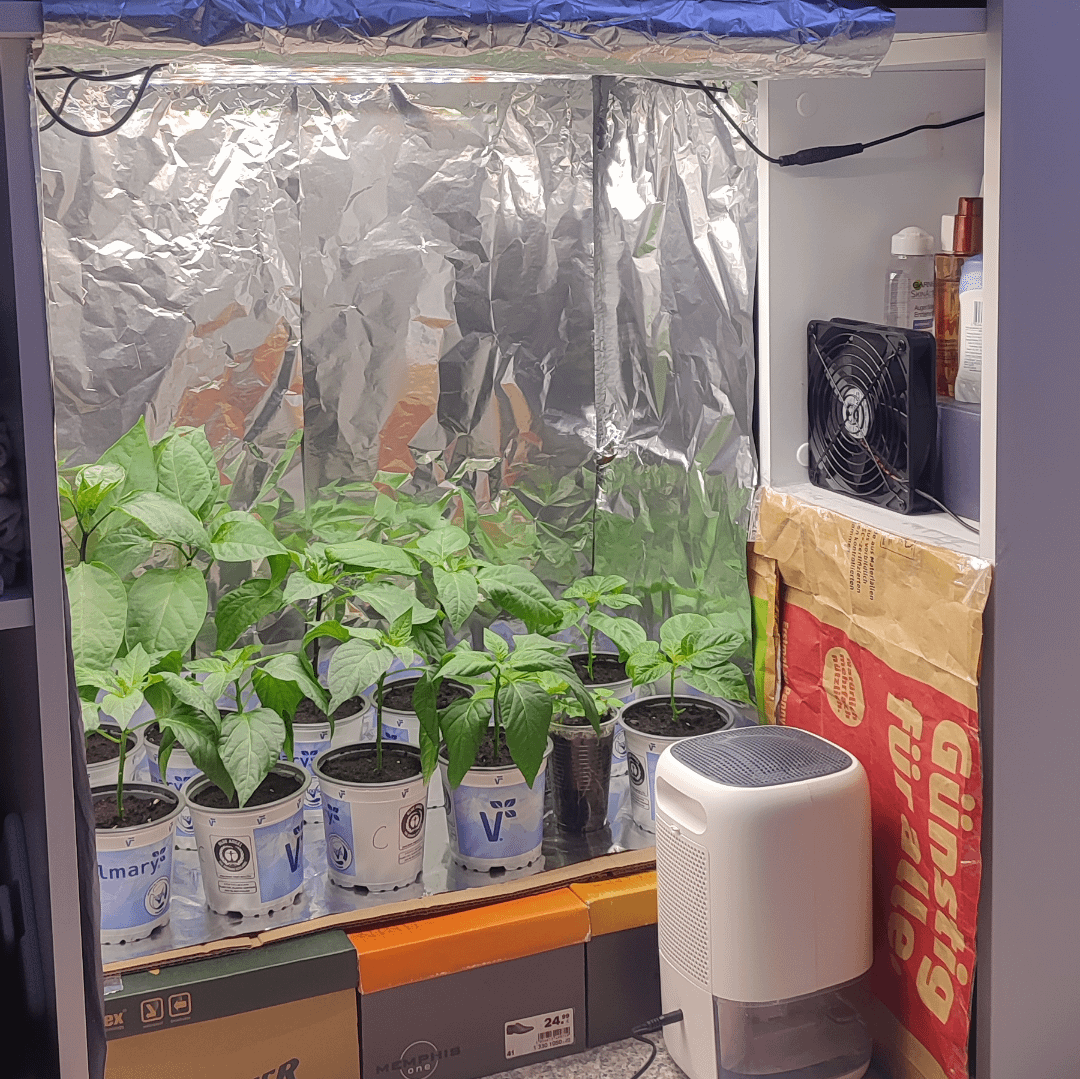 Upgrade, update and Roots! - Chili Chili