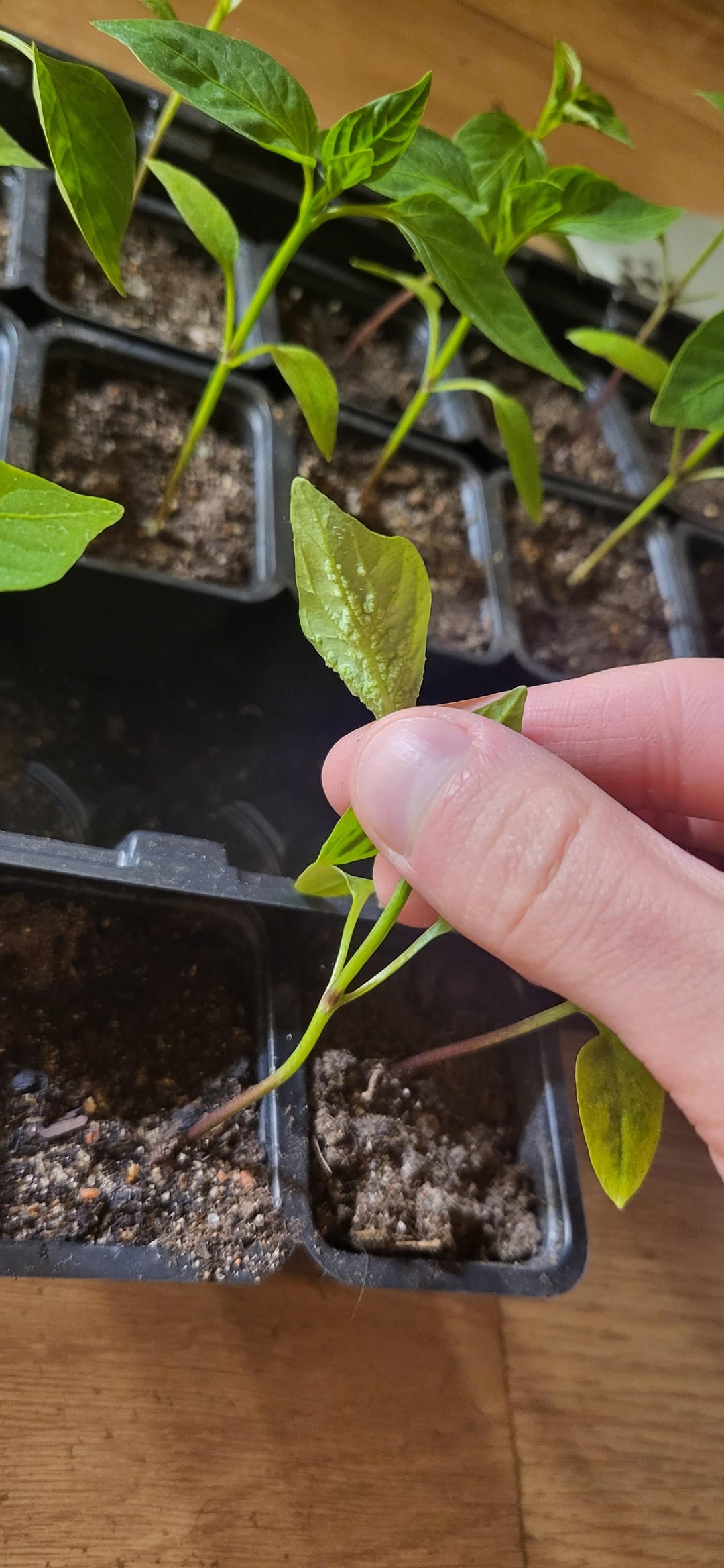 So some of my plants got an edema. Am I allowed to repot them and what ...