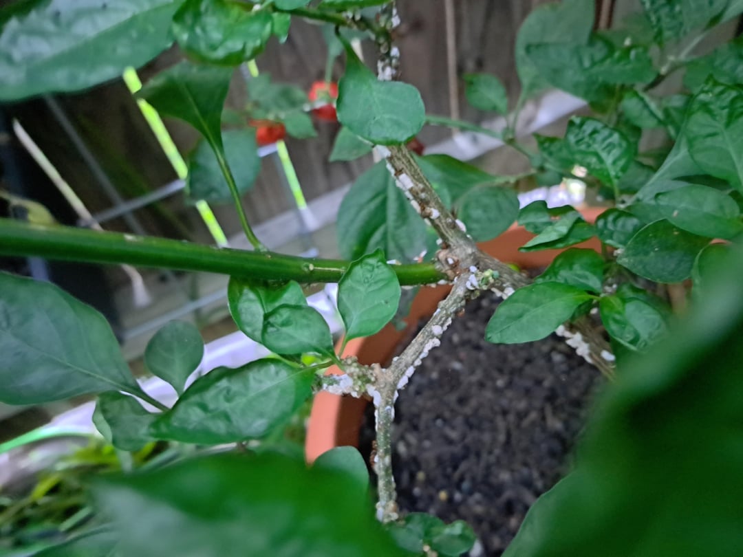 White lumps? - Chili Chili