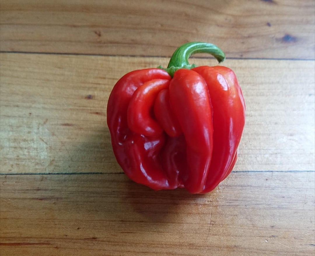 Plucked the gnarly Scotch Bonnet from my little indoor plant today ...