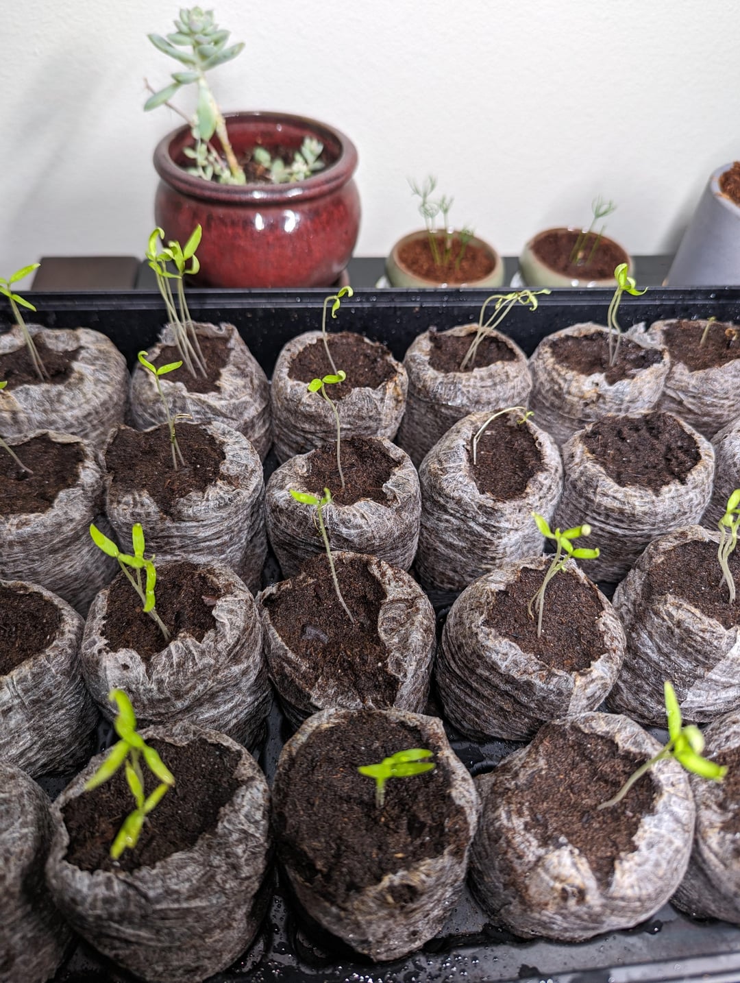 What's wrong with these guys? Buena mulata in first pic, reapers in ...