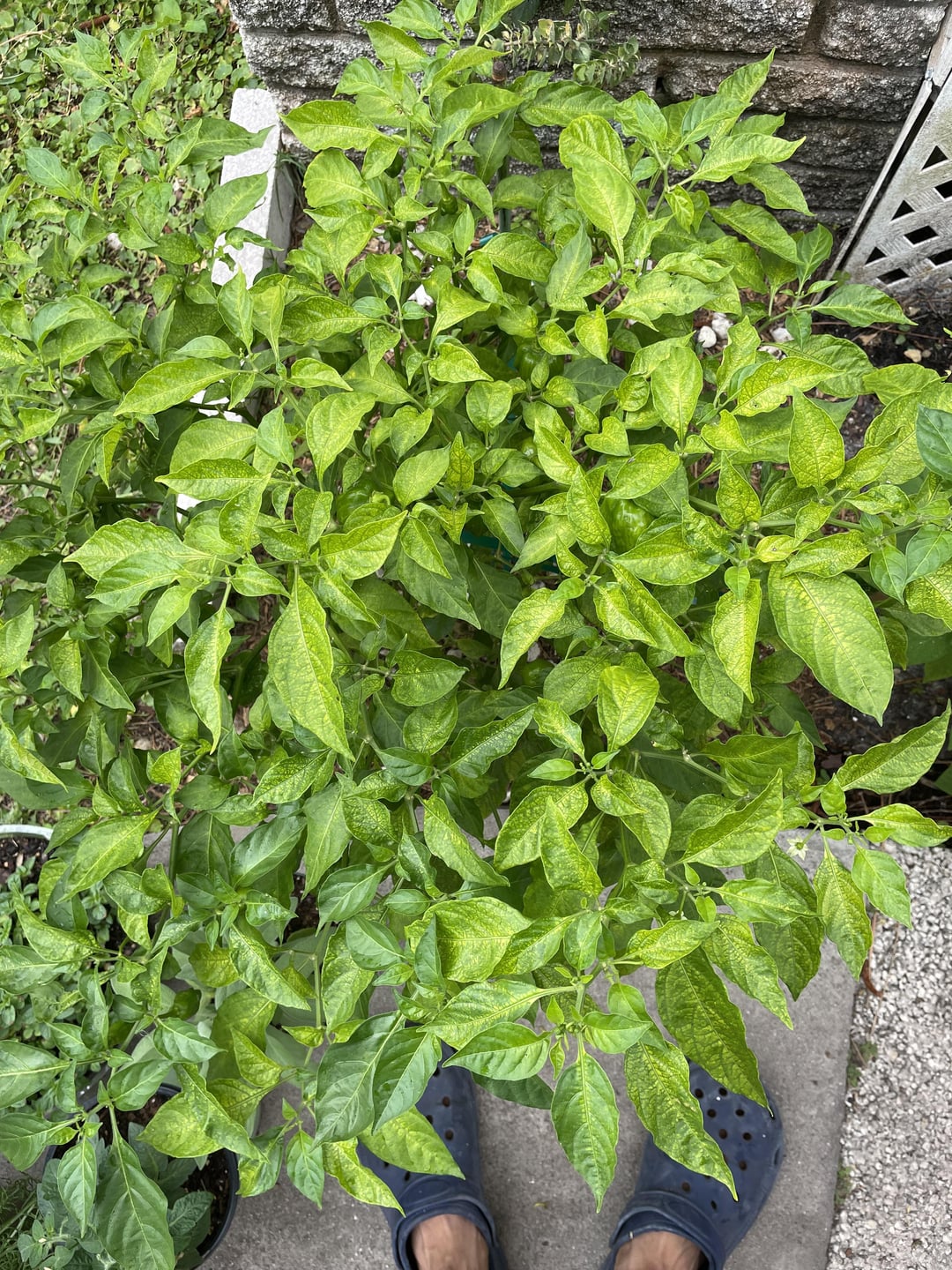 Nutrient deficiency - Chili Chili