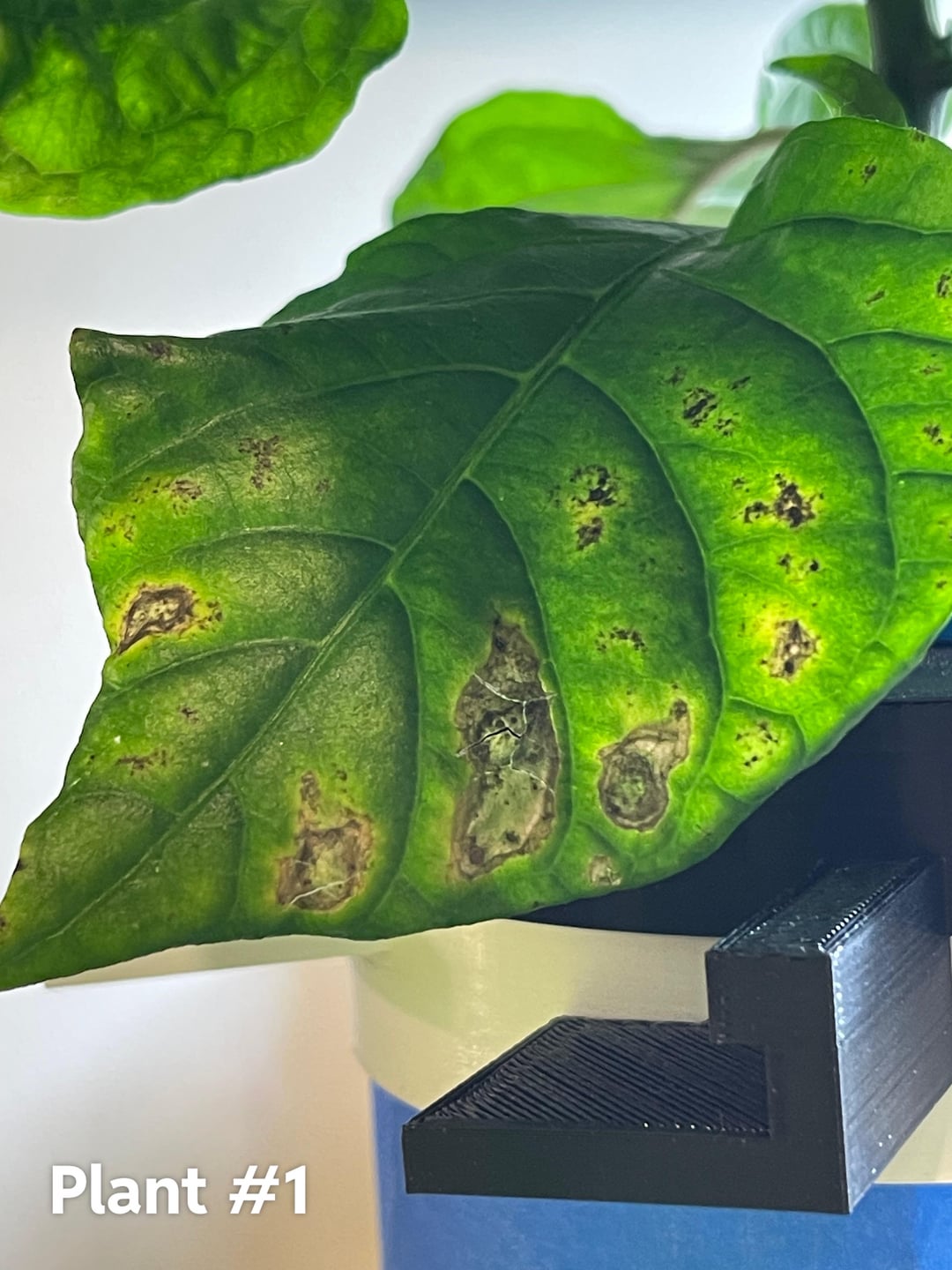 Nutrient Deficiency? Nutrient Burn? Both? - Chili Chili