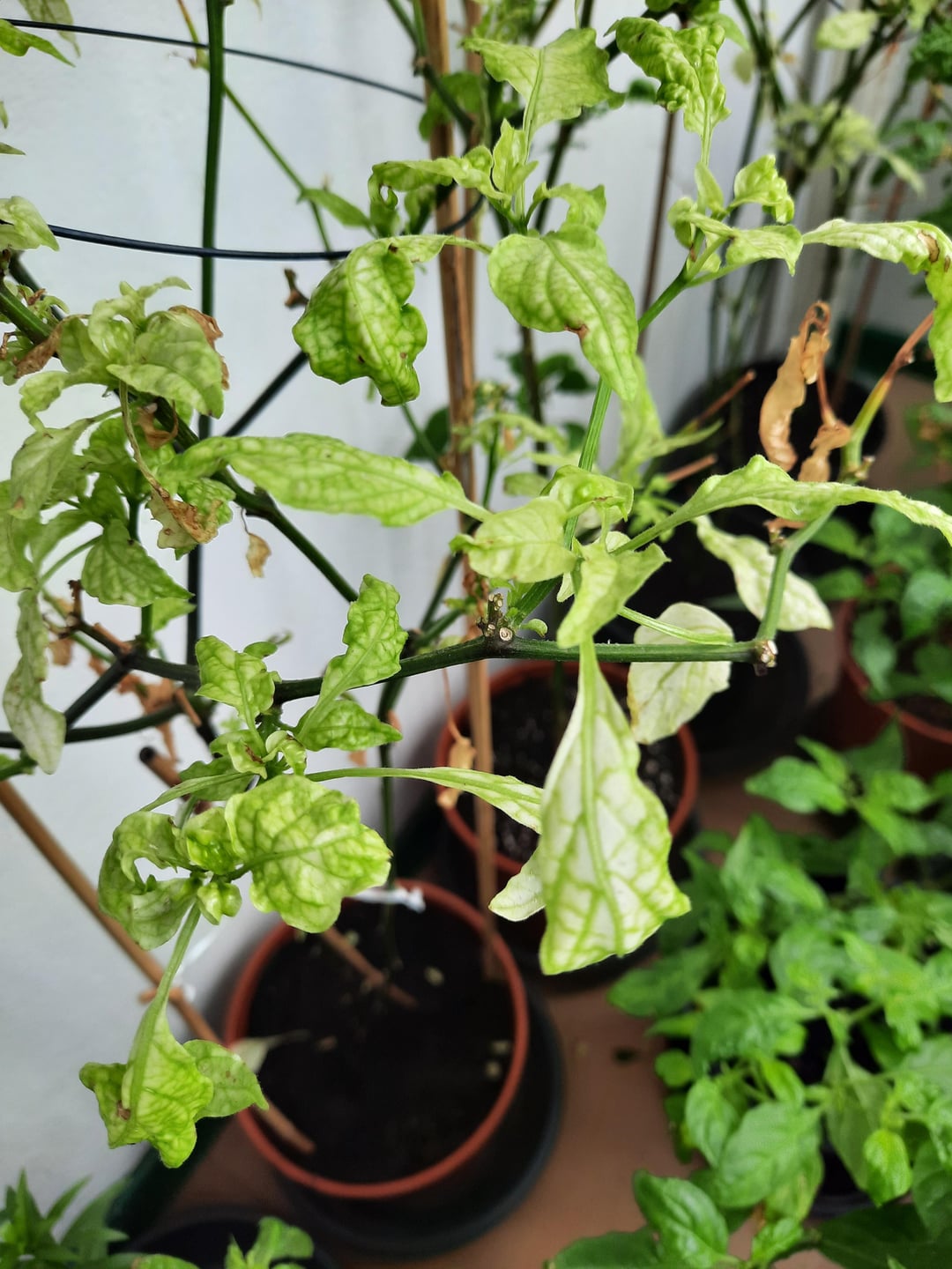 Lemon Drop chlorophyll deficiency? - Chili Chili