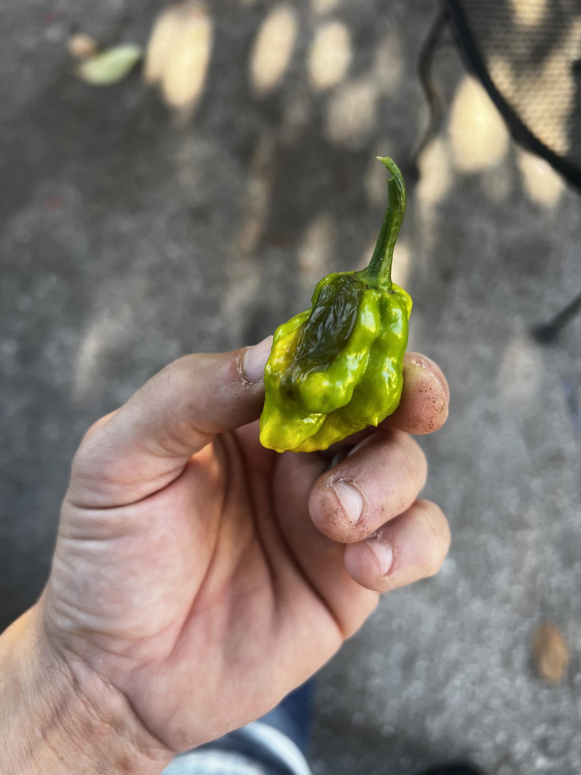 First pepper of second season for this one - Chili Chili