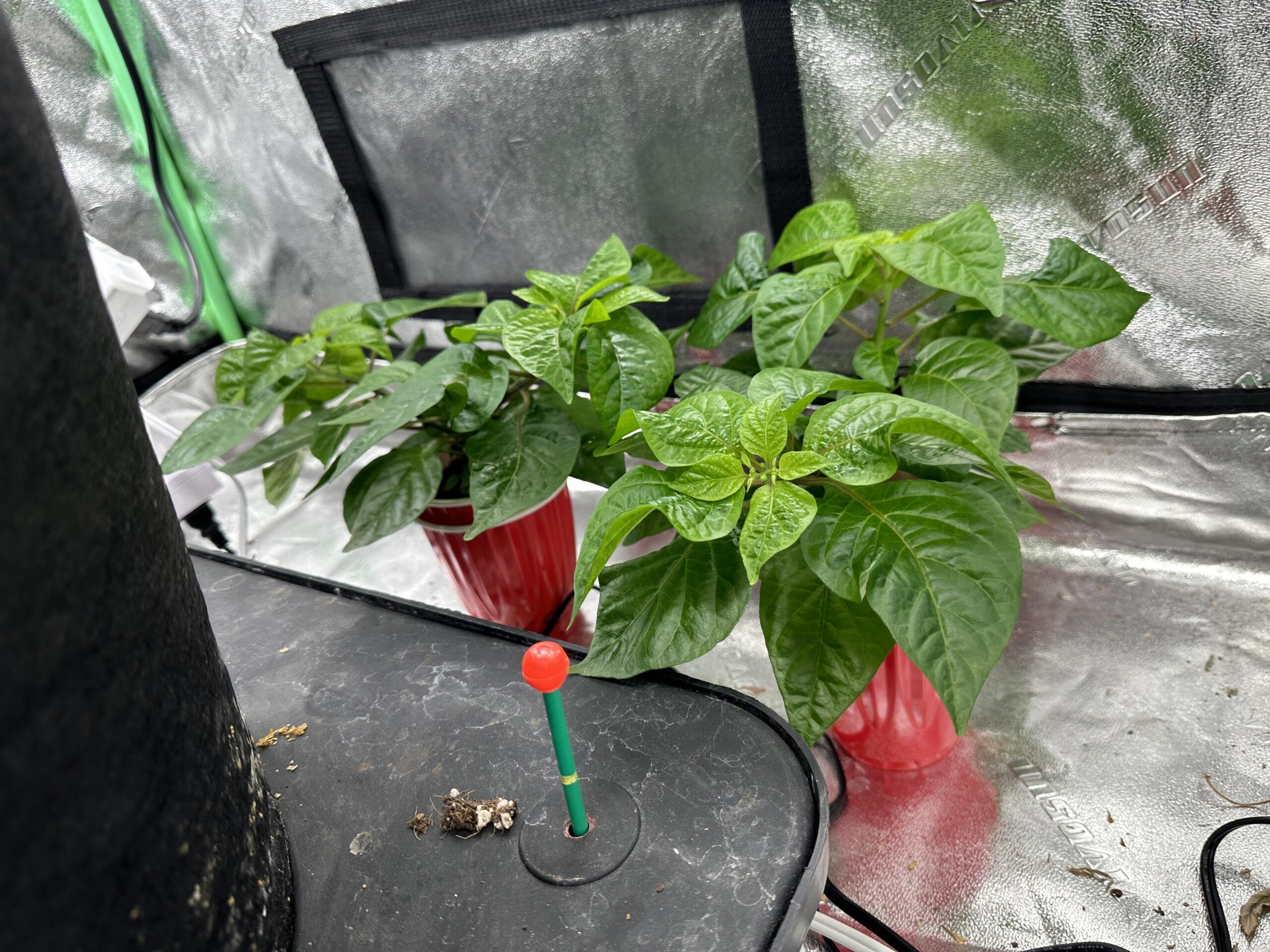 What's the minimum recommended temperature before moving these KSLS ...