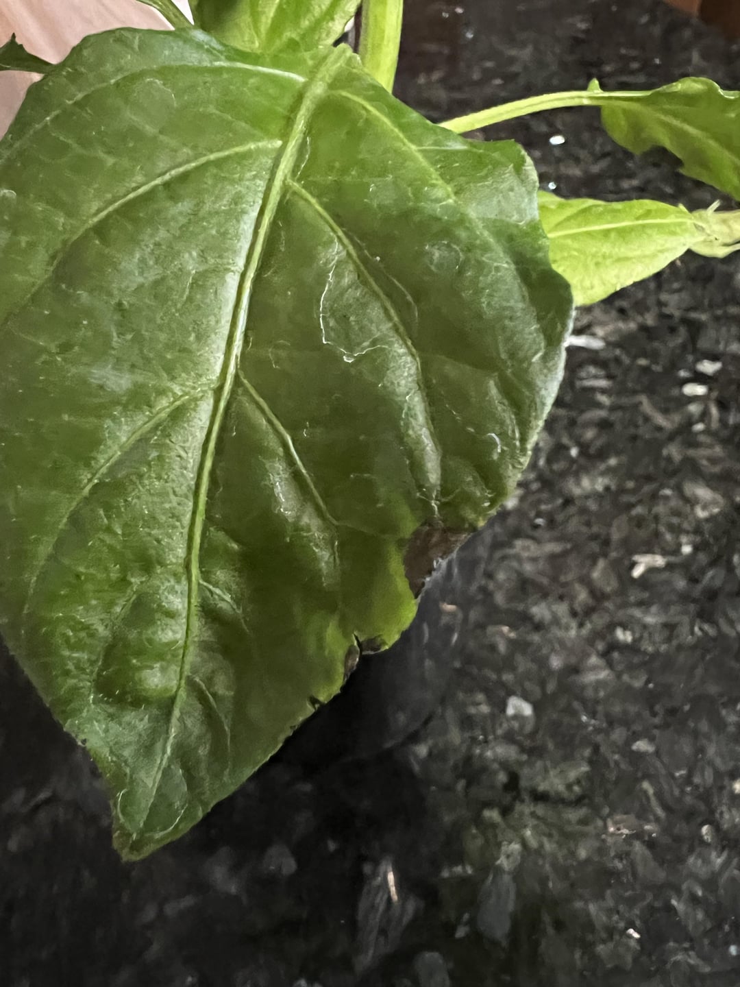 New plant has brown spots on leaves - Chili Chili