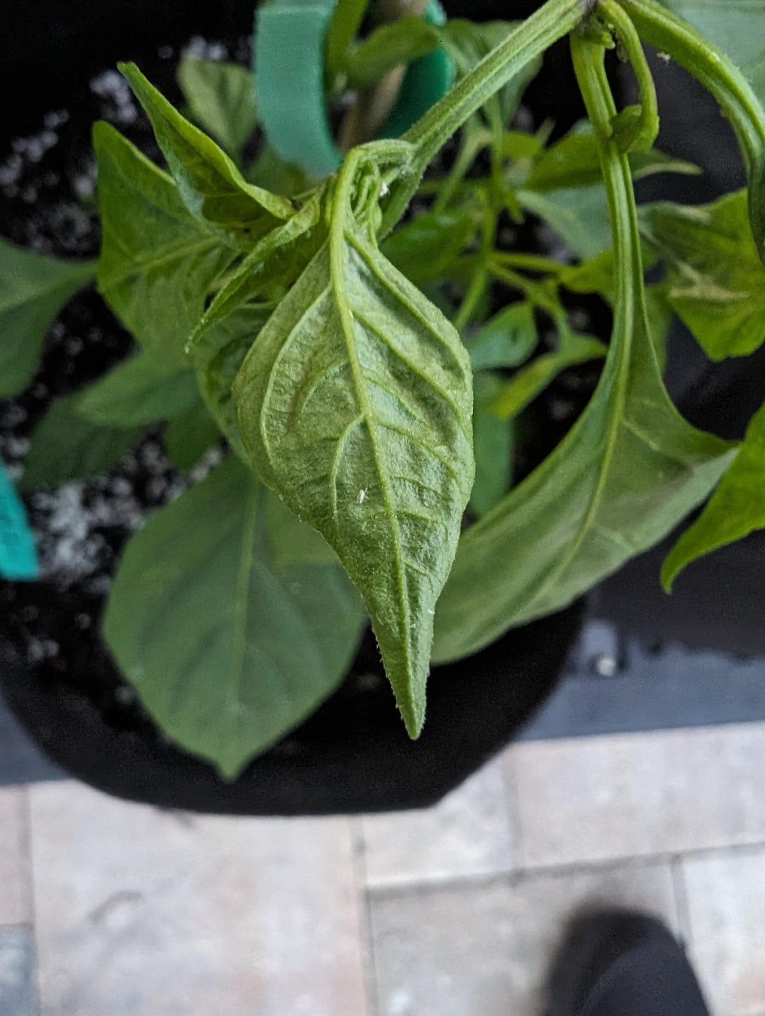 What are these tiny bugs? - Chili Chili