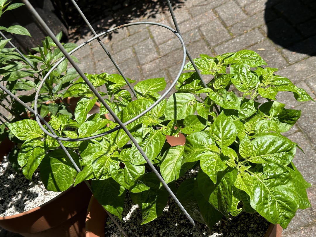 Holes in my pepper plants - Chili Chili