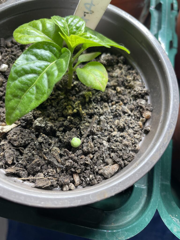 What is this green ball? - Chili Chili