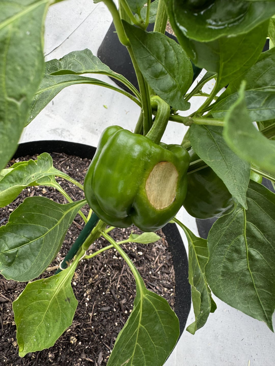 Bruises on bell peppers? - Chili Chili