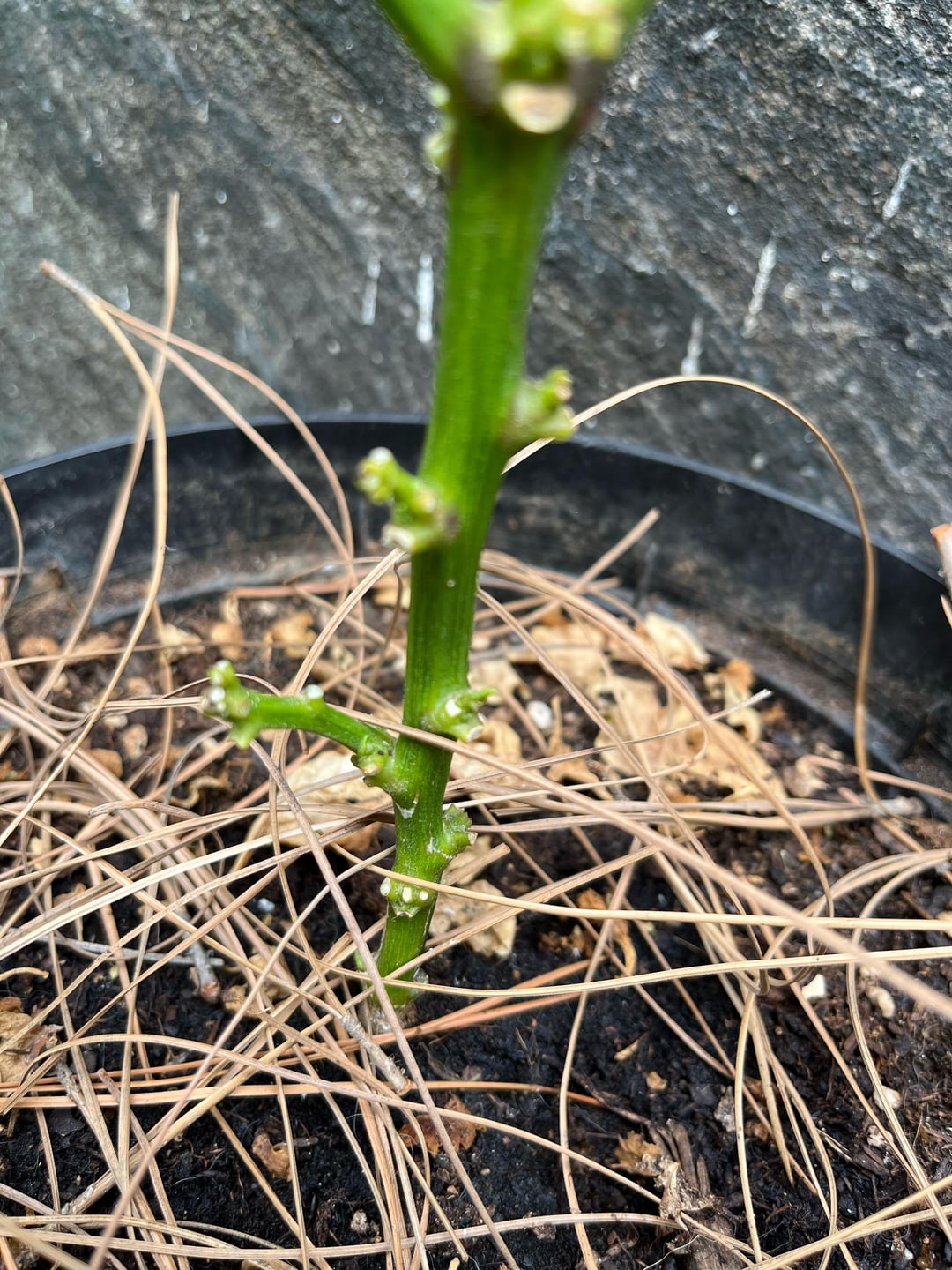 Weird pepper plant - Chili Chili