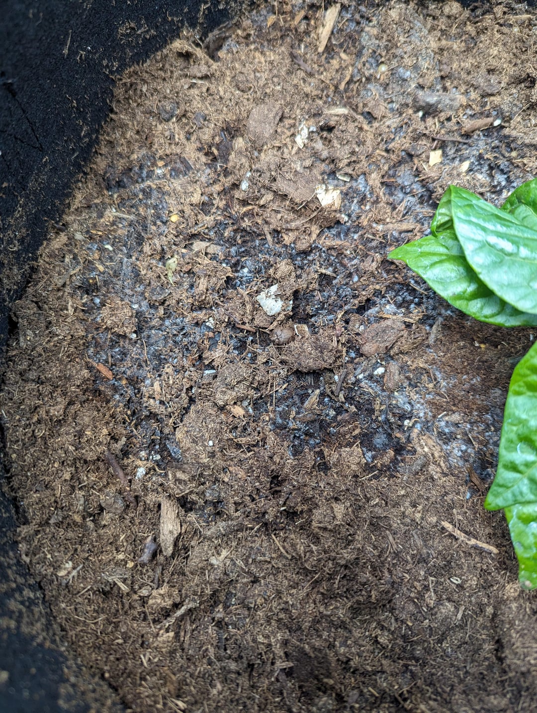 Why Am Building So Much Mold - Chili Chili