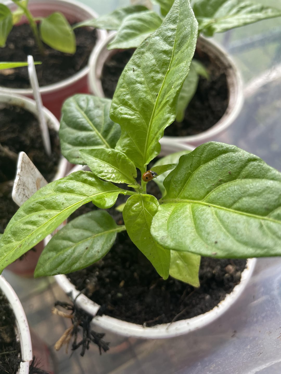 The Ladybird Army - Chili Chili