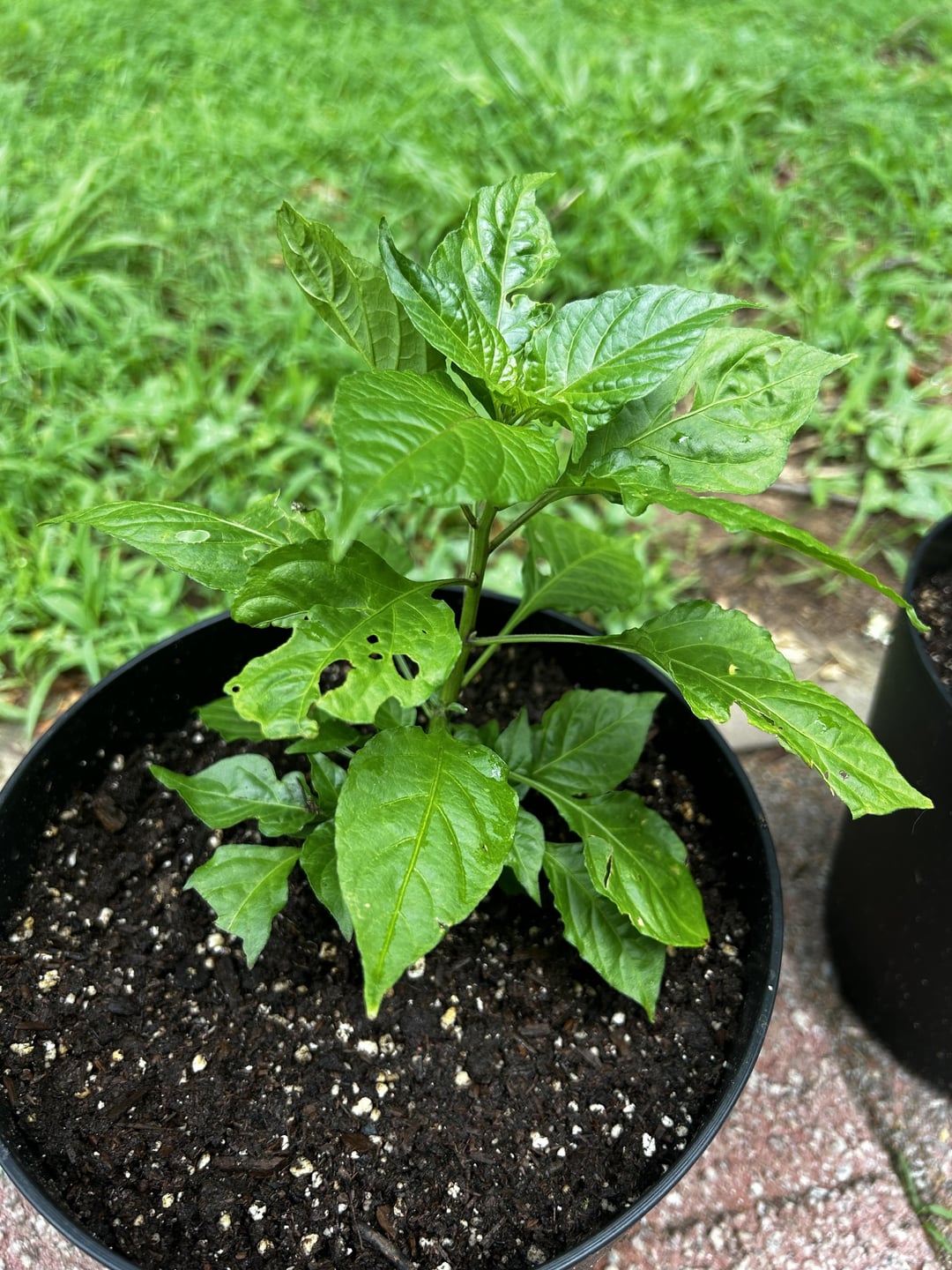 My Carolina Reaper plant on the right and Ghost Pepper plant on the ...