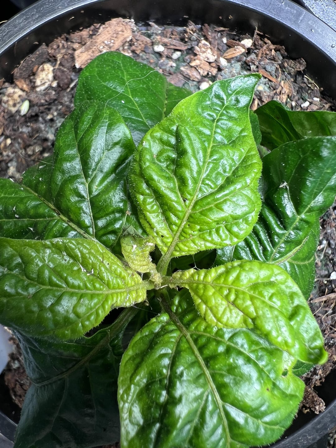 Broad mites? - Chili Chili