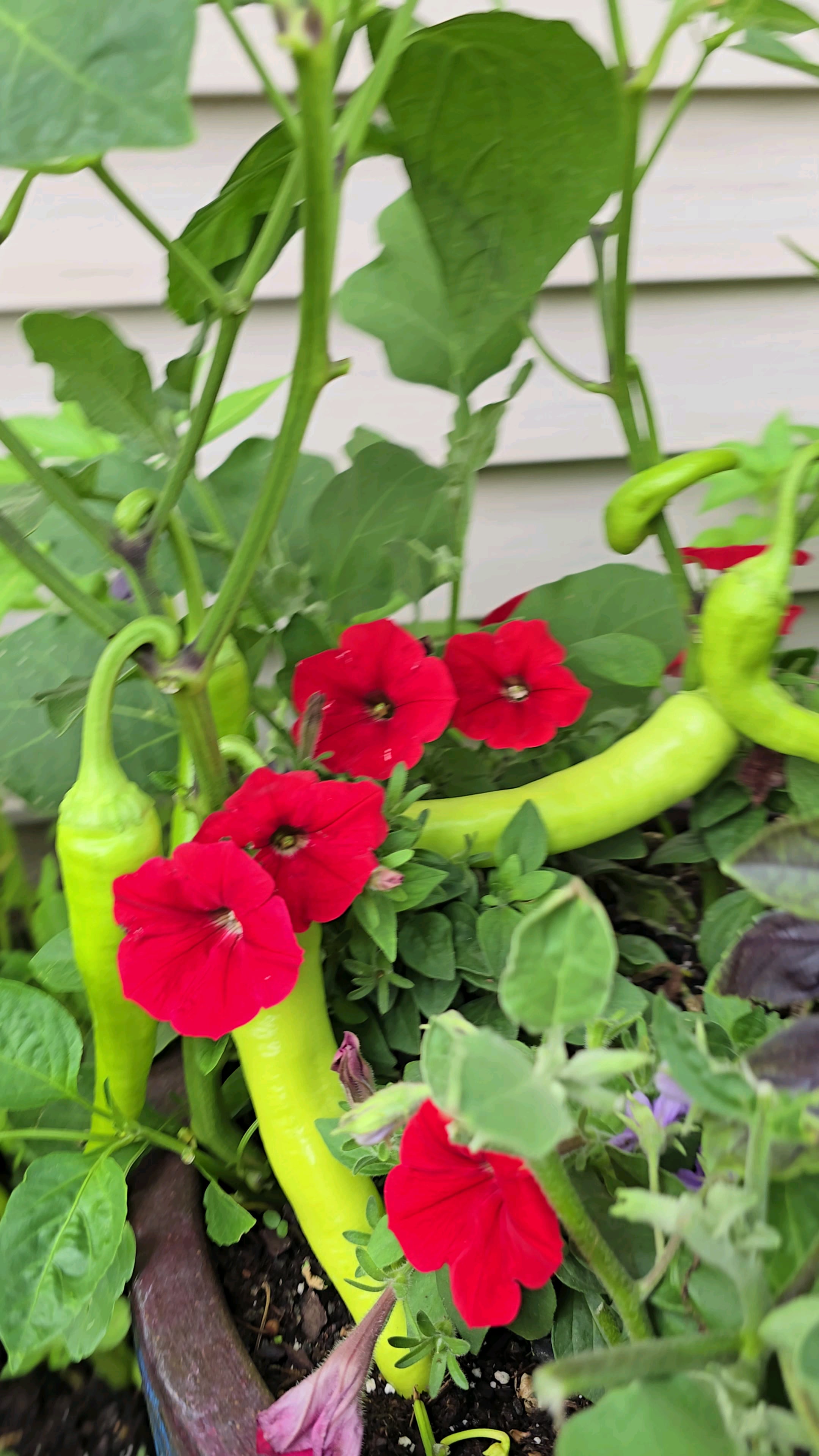 What are these peppers...are they hot? Birds must've planted them ...