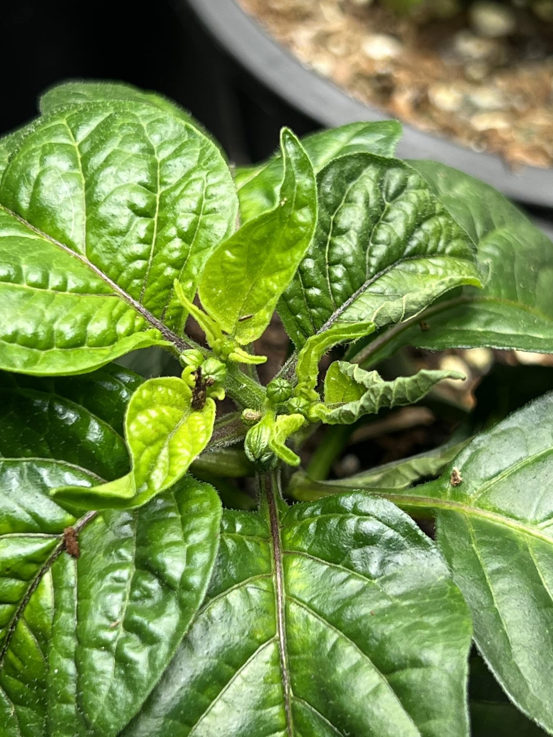 Broad mites? - Chili Chili