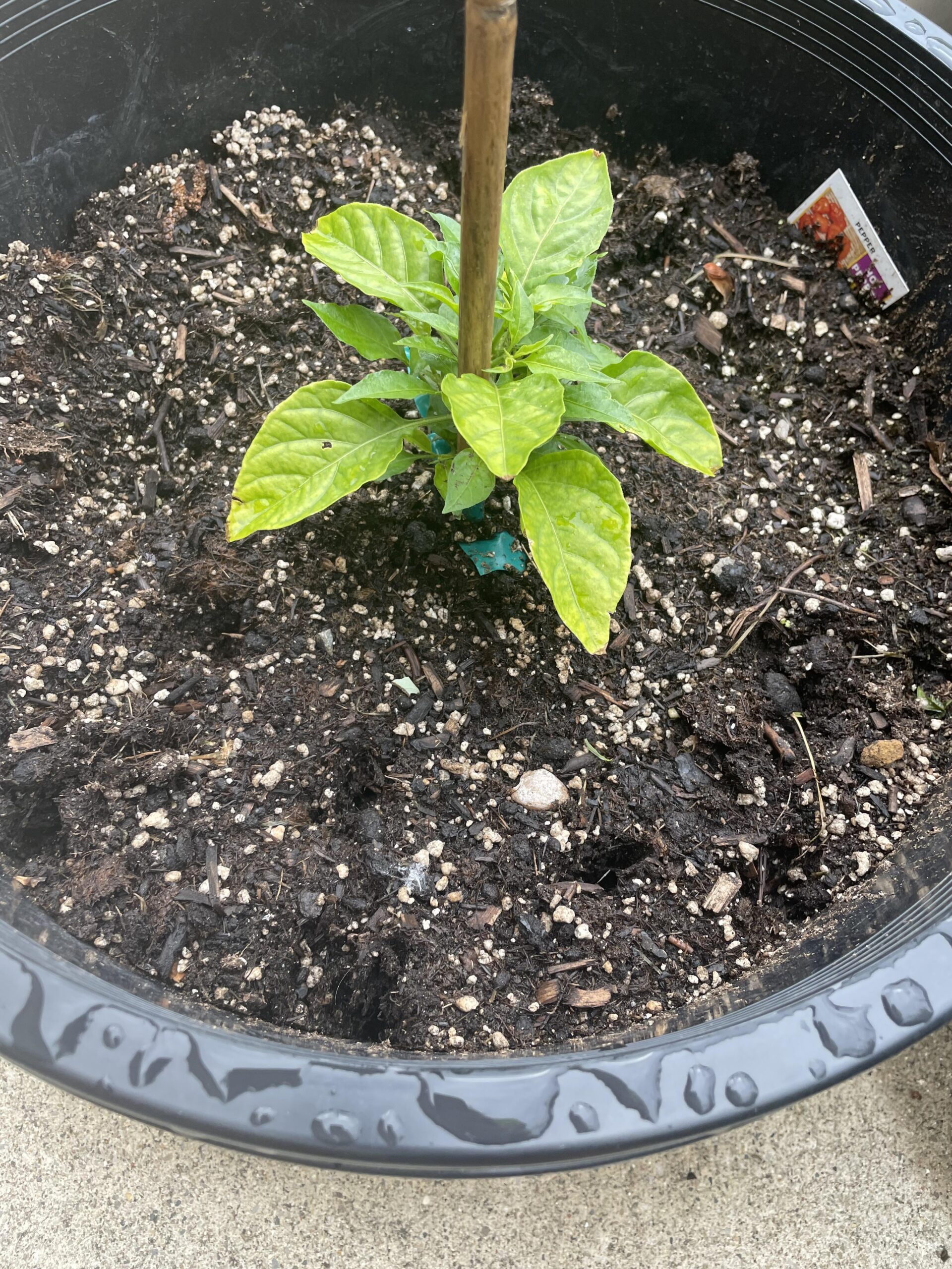 Is this coloration simply over watering - Chili Chili