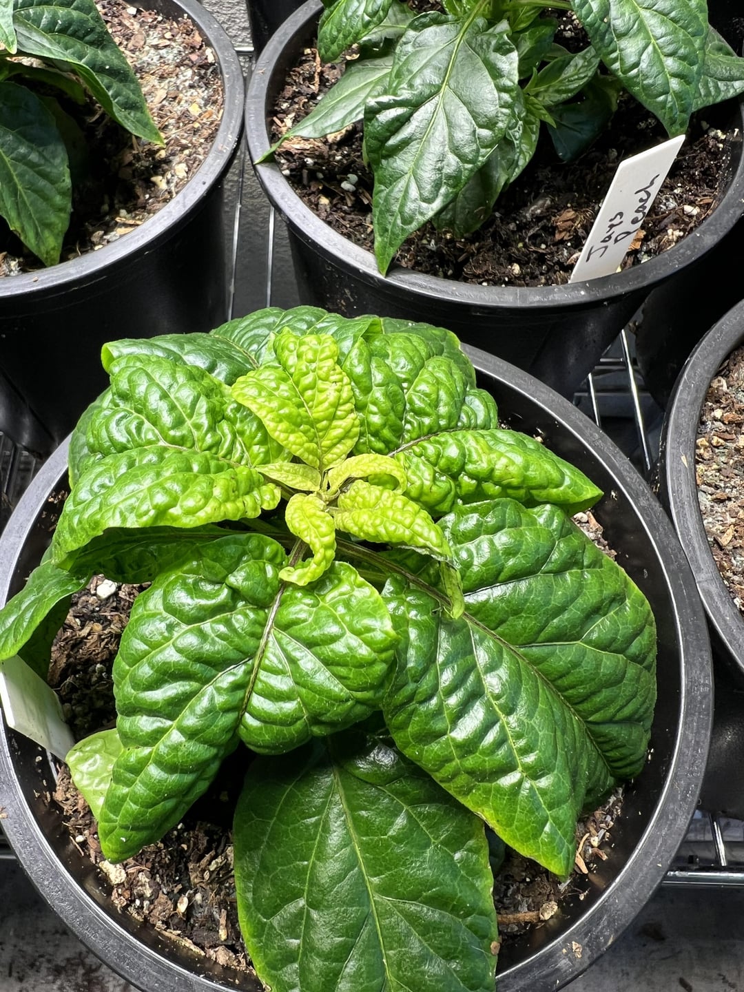 Broad mites? - Chili Chili