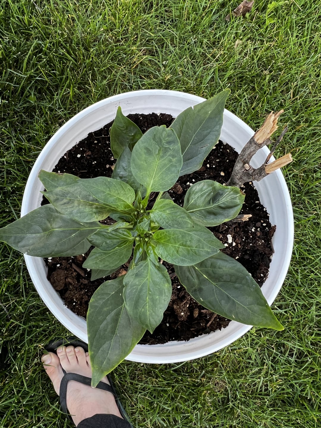 First Time Grower: All my pepper plants are flowering while only 6 ...