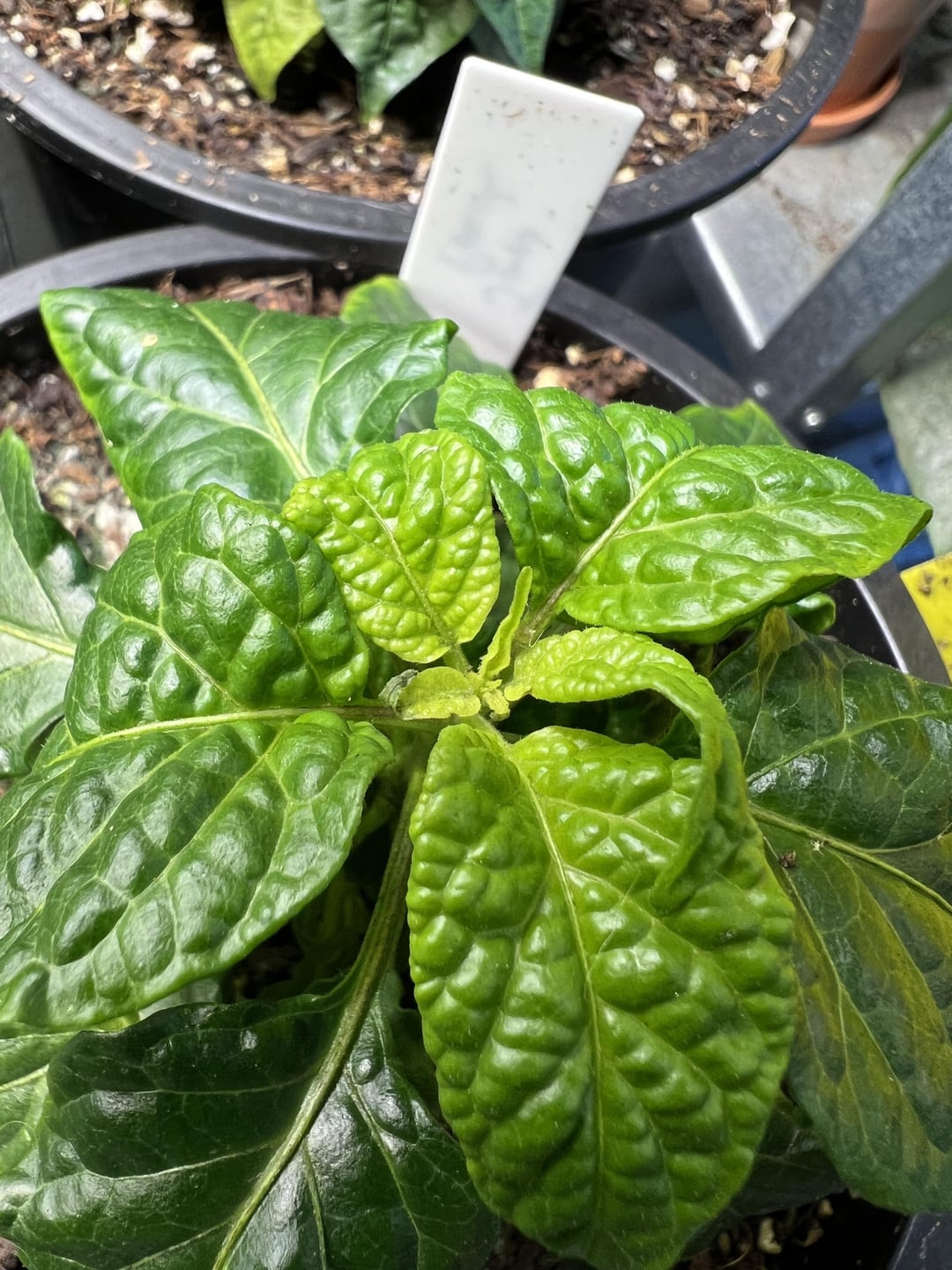 Broad mites? - Chili Chili