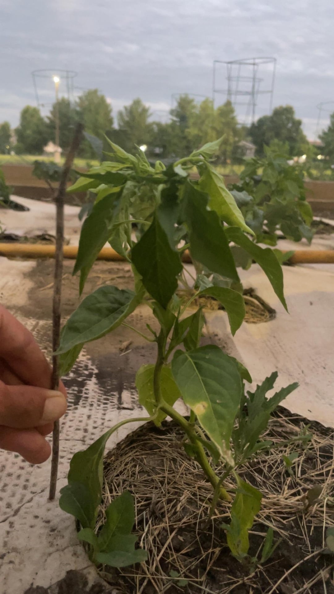 Are these the same plants? And am I not supposed to cut the bottom ...