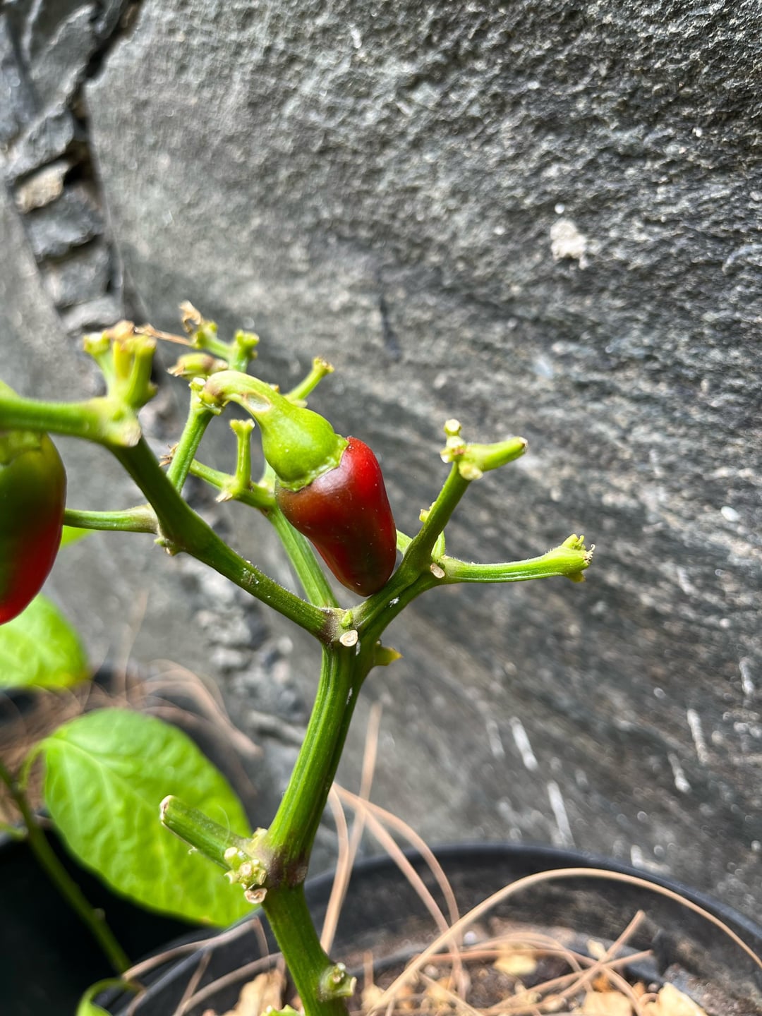 Weird pepper plant - Chili Chili