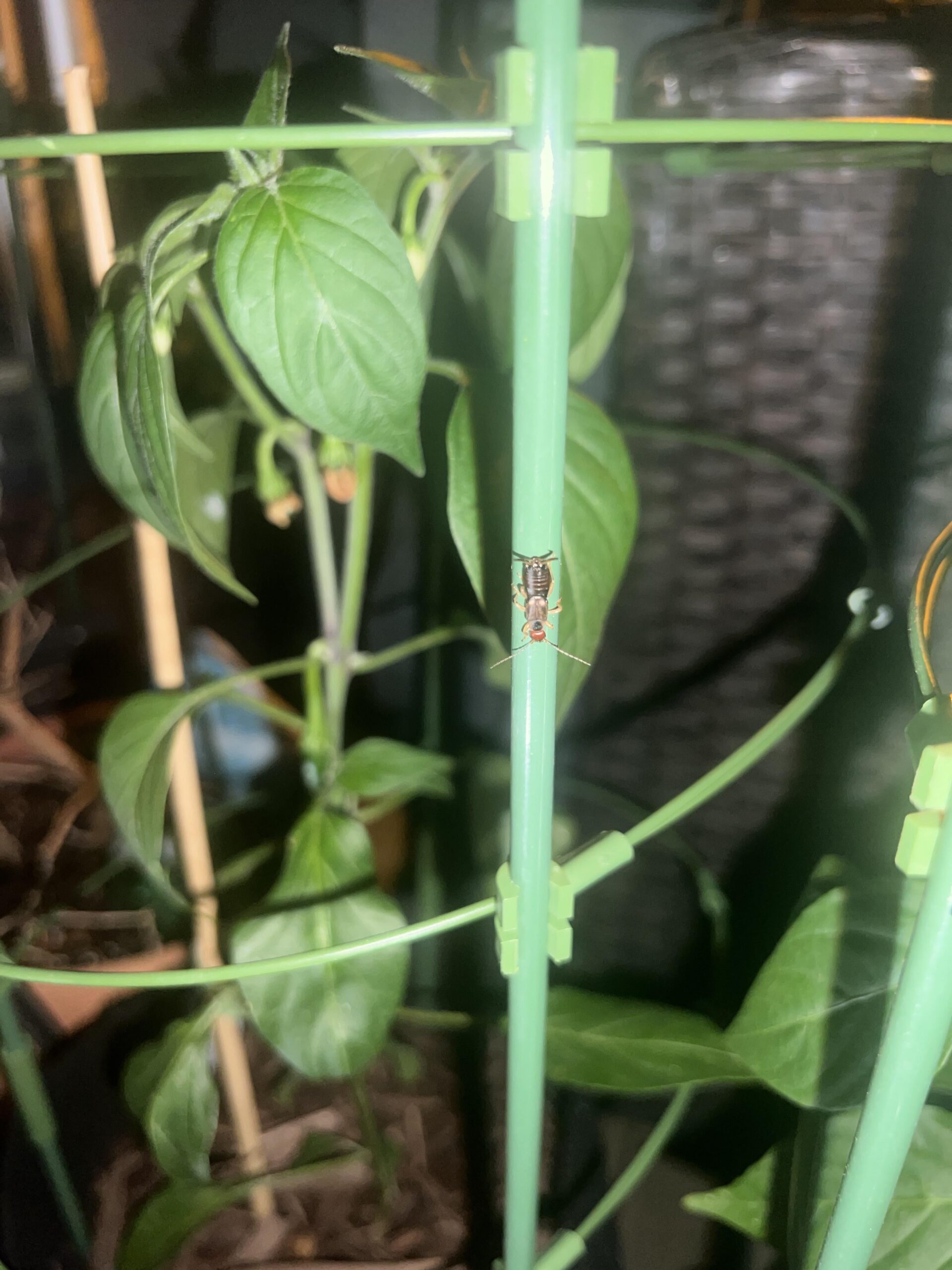 What is this bug? Is it a friend? - Chili Chili